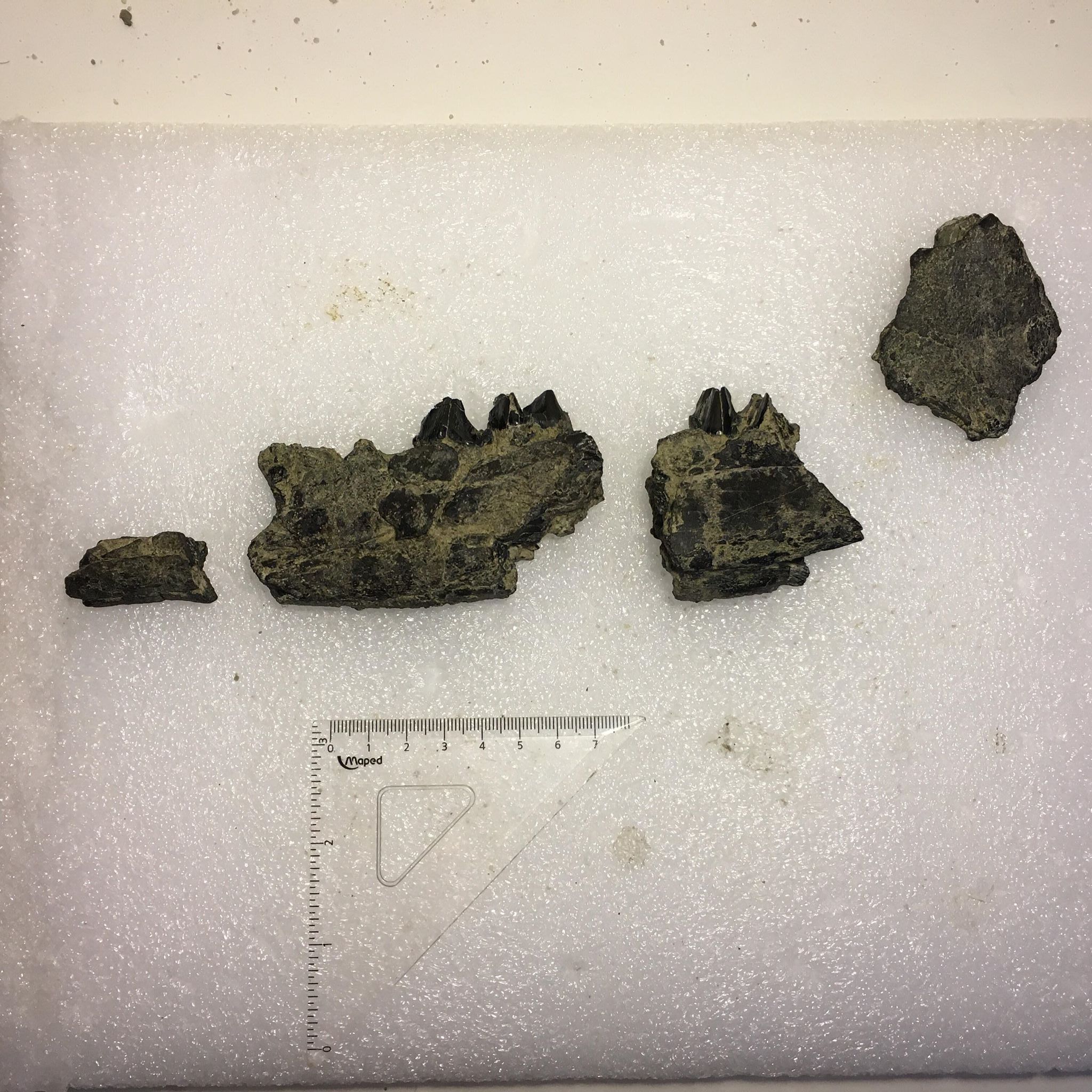 Bouldnor Formation finds Spring 2018 - Fossil Hunting Trips - The ...