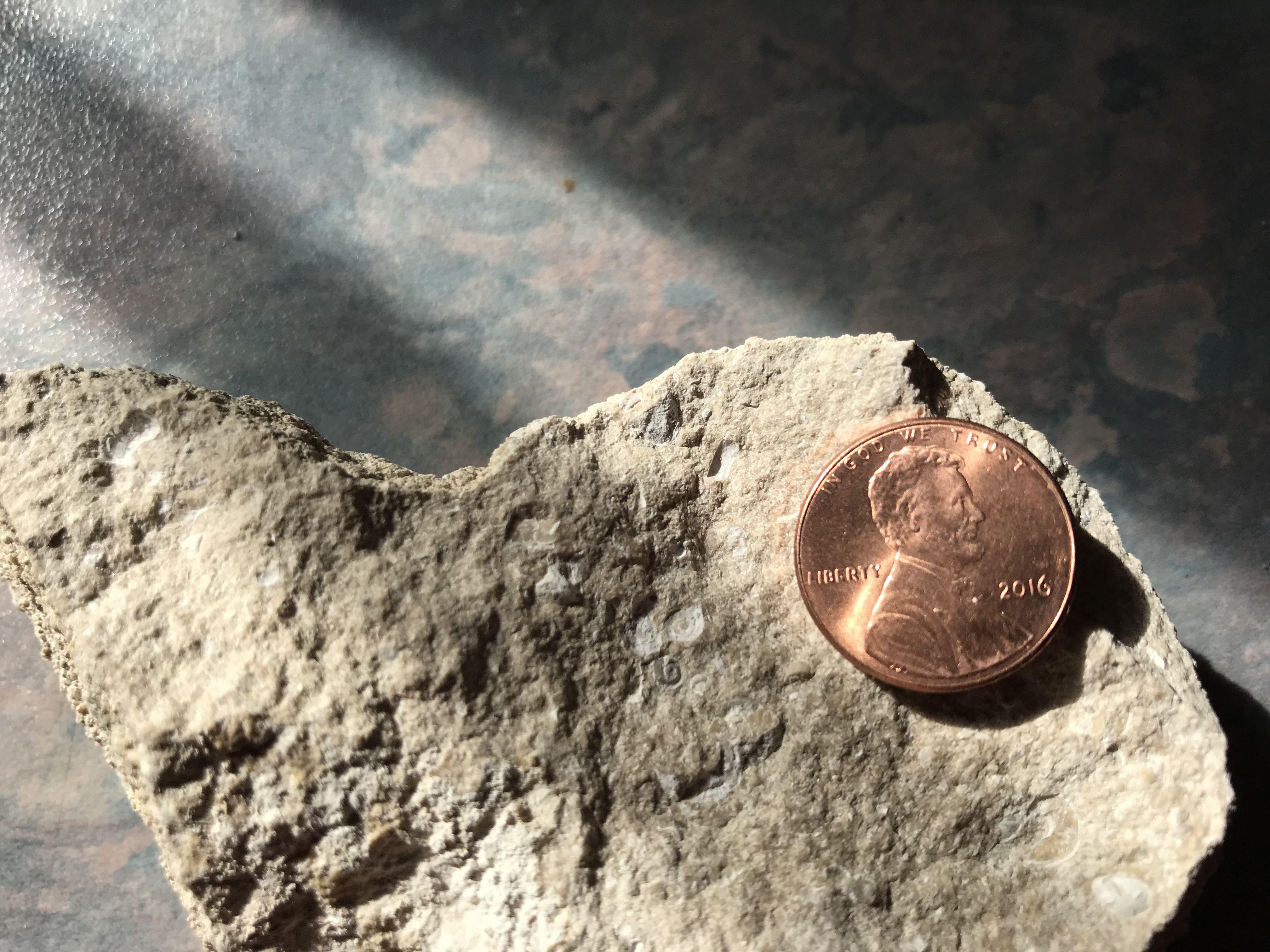 Steinheim Meteor Crater -Miocene Lake Fossils - Fossil Hunting Trips ...