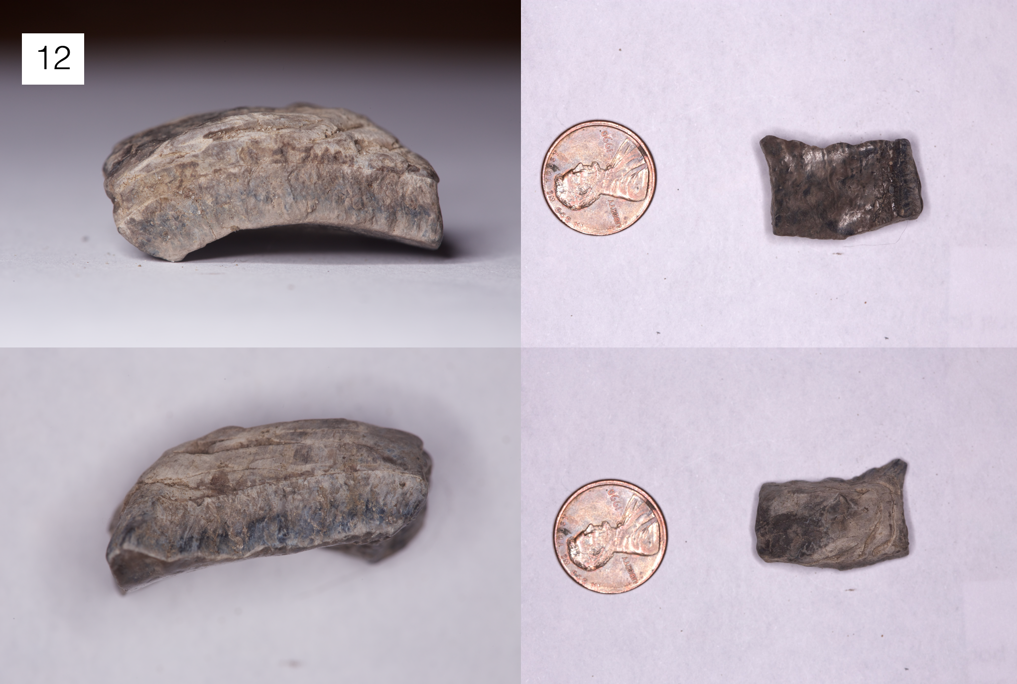 Peace River fossils for ID - Fossil ID - The Fossil Forum