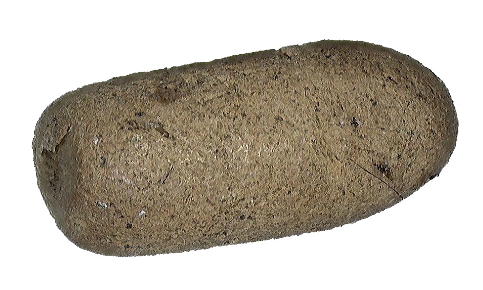 Eocene Marine Coprolites from Belgium and Morocco - Fossil Hunting ...