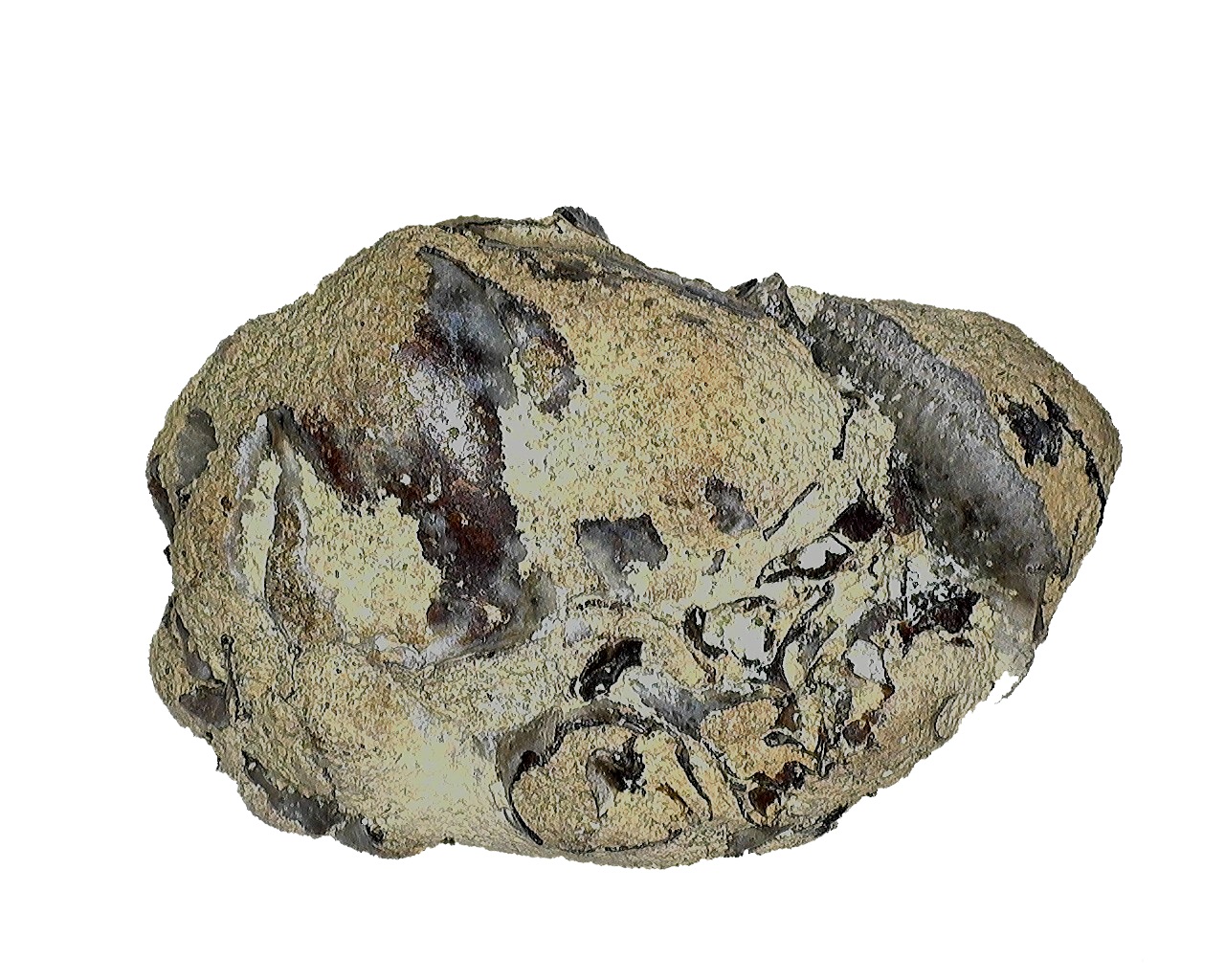 Eocene Marine Coprolites from Belgium and Morocco - Fossil Hunting ...