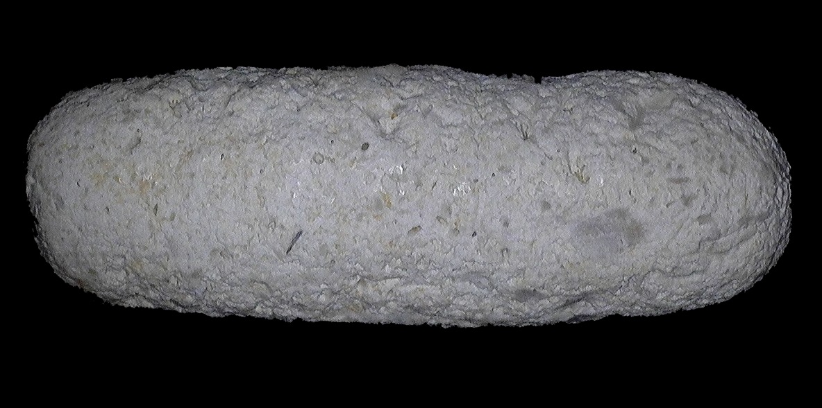 Eocene Marine Coprolites from Belgium and Morocco - Fossil Hunting ...