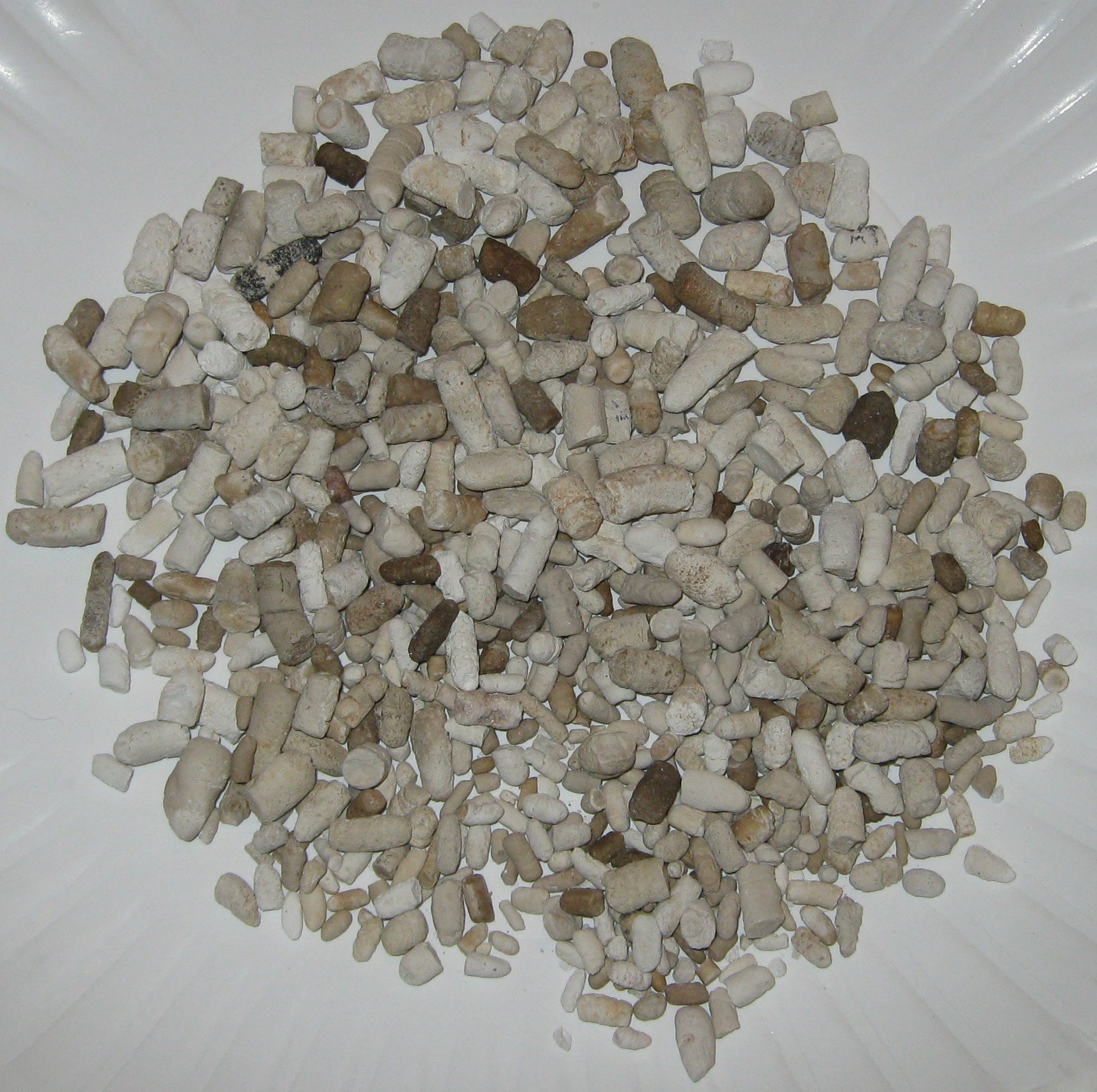 Eocene Marine Coprolites from Belgium and Morocco - Fossil Hunting ...
