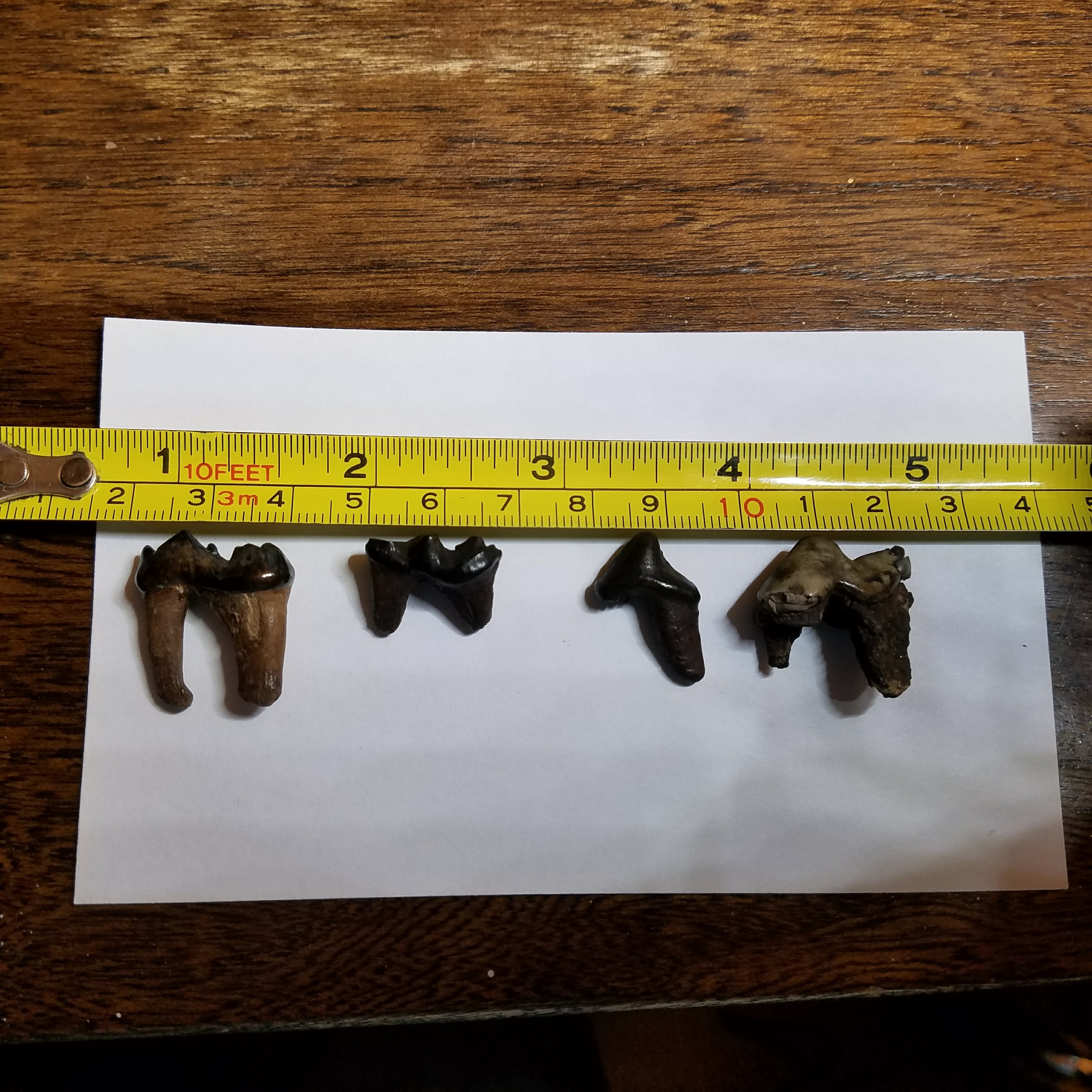 Florida carnivore tooth ID - Fossil ID - The Fossil Forum