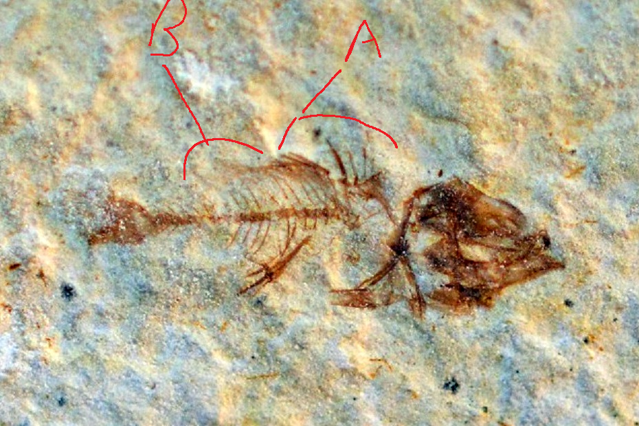 Tiny little fish - Fossil ID - The Fossil Forum