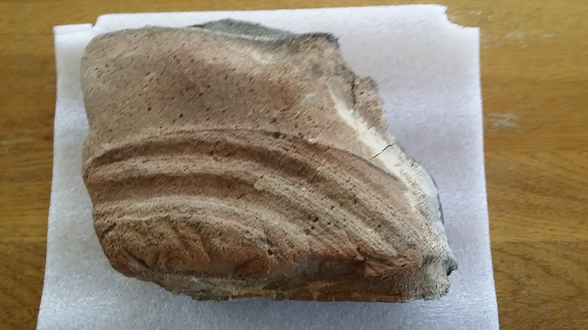 Help two unknown fossils? - Fossil ID - The Fossil Forum
