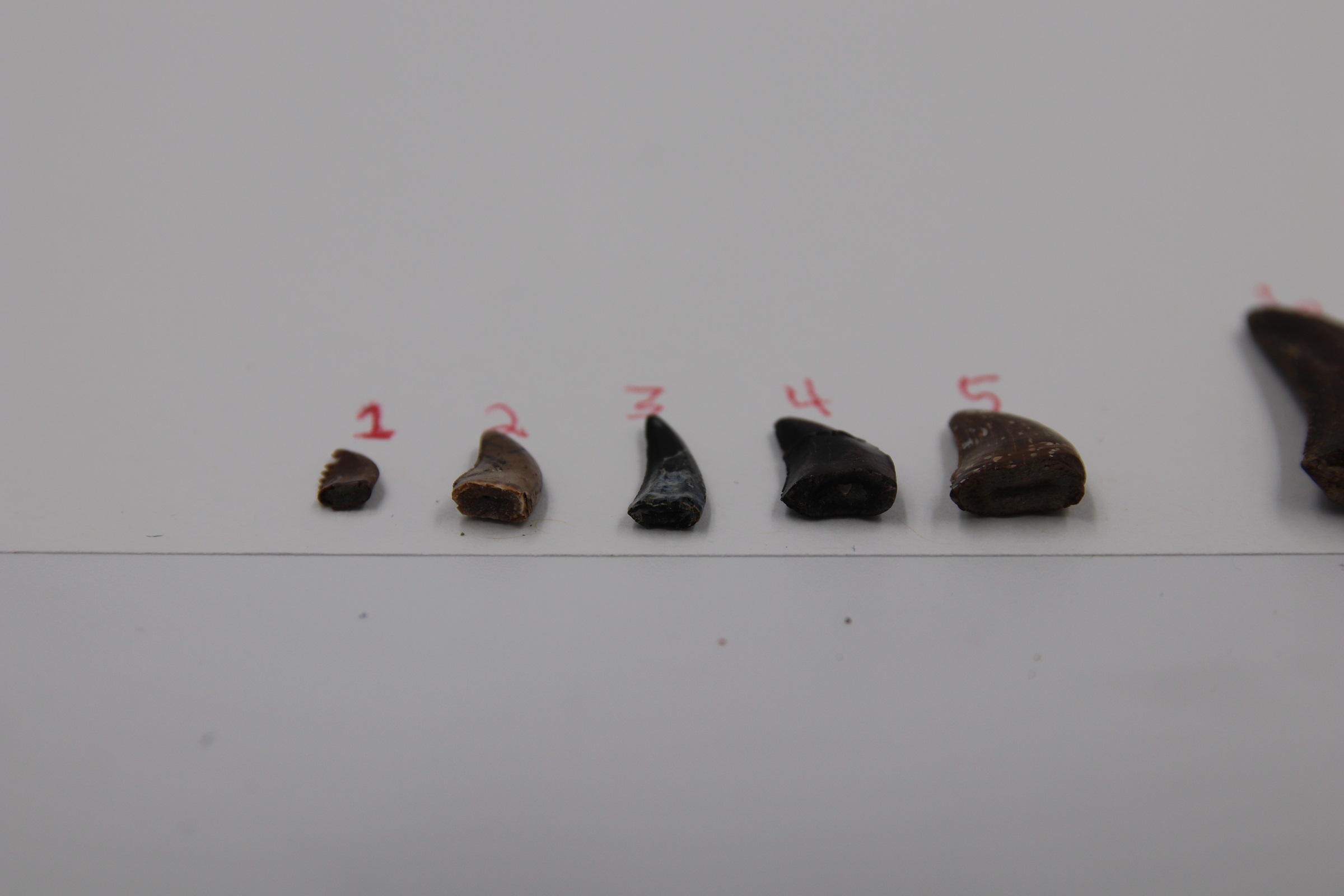 Cretaceous teeth - Fossil ID - The Fossil Forum