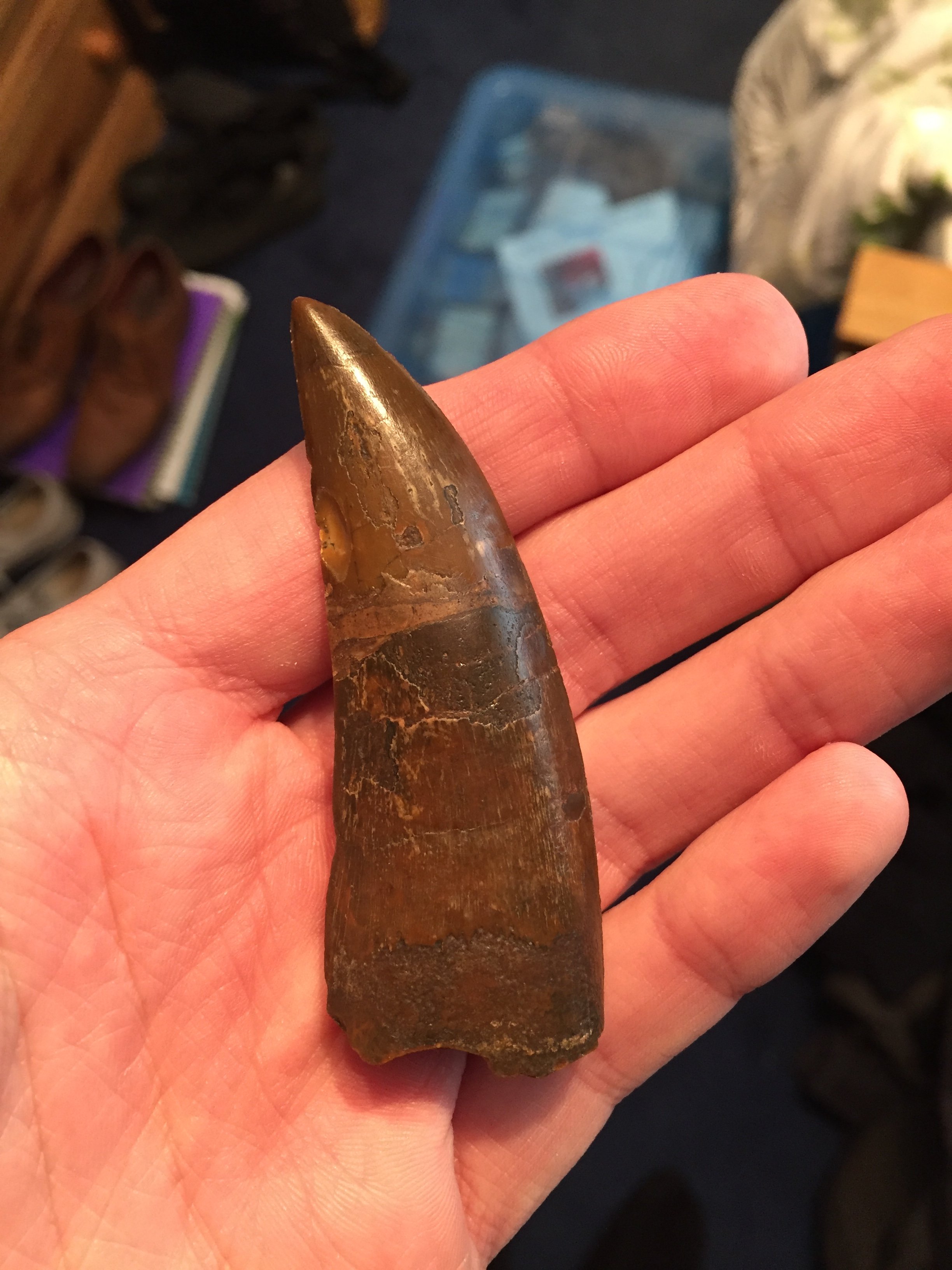 My Collection of Theropod Teeth - Page 3 - Member Collections - The ...