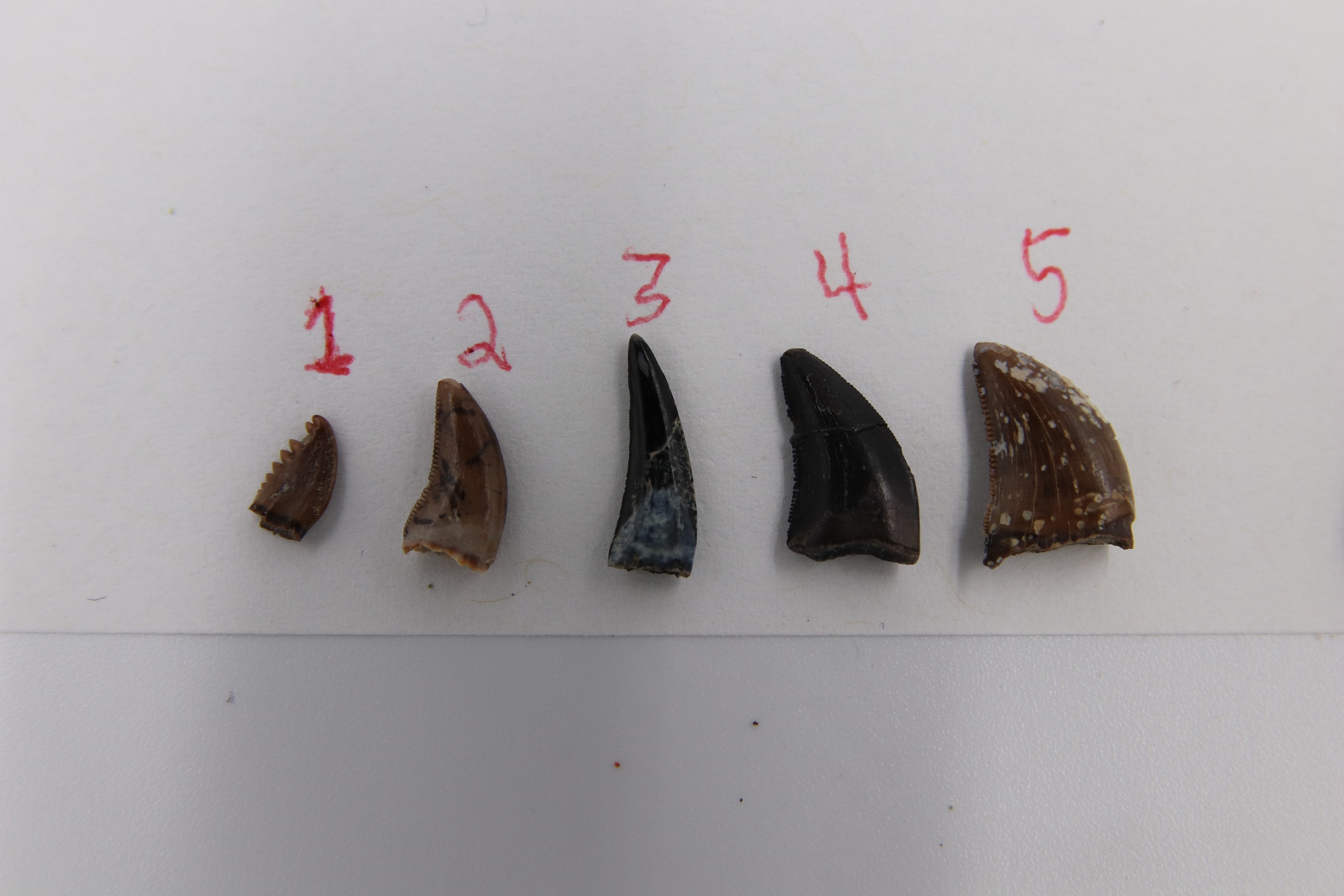 Cretaceous teeth - Fossil ID - The Fossil Forum