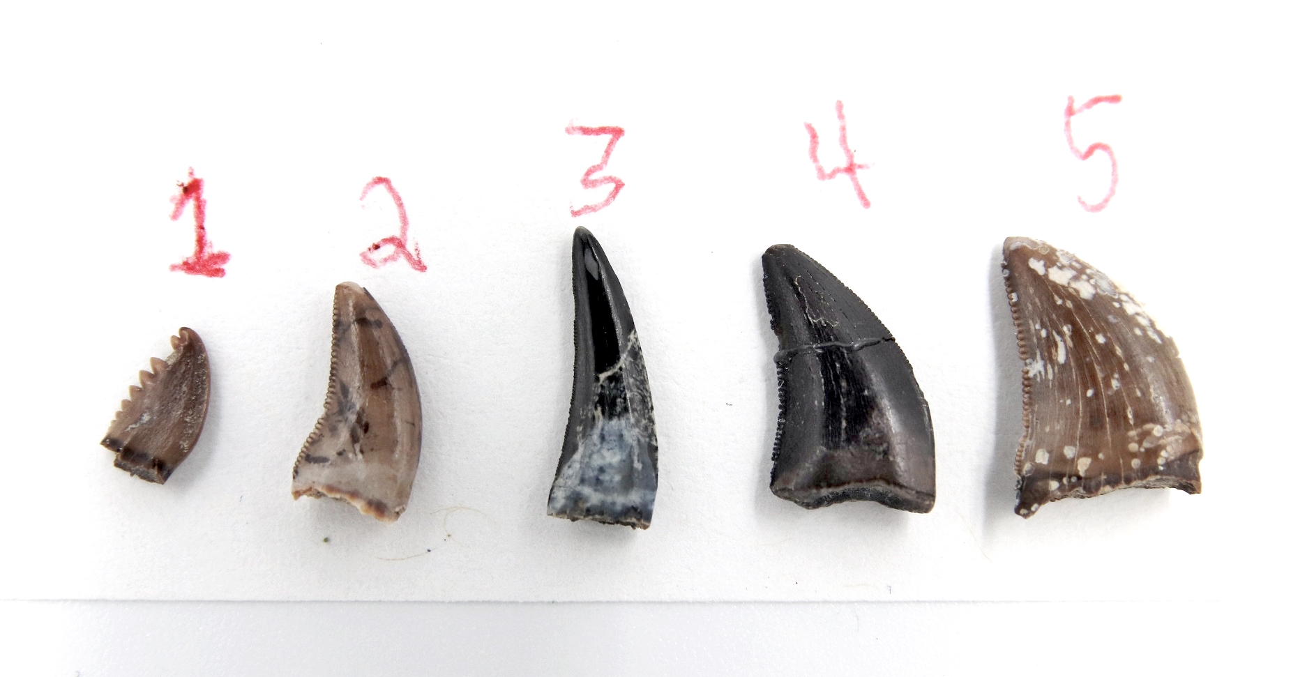 Cretaceous teeth - Fossil ID - The Fossil Forum