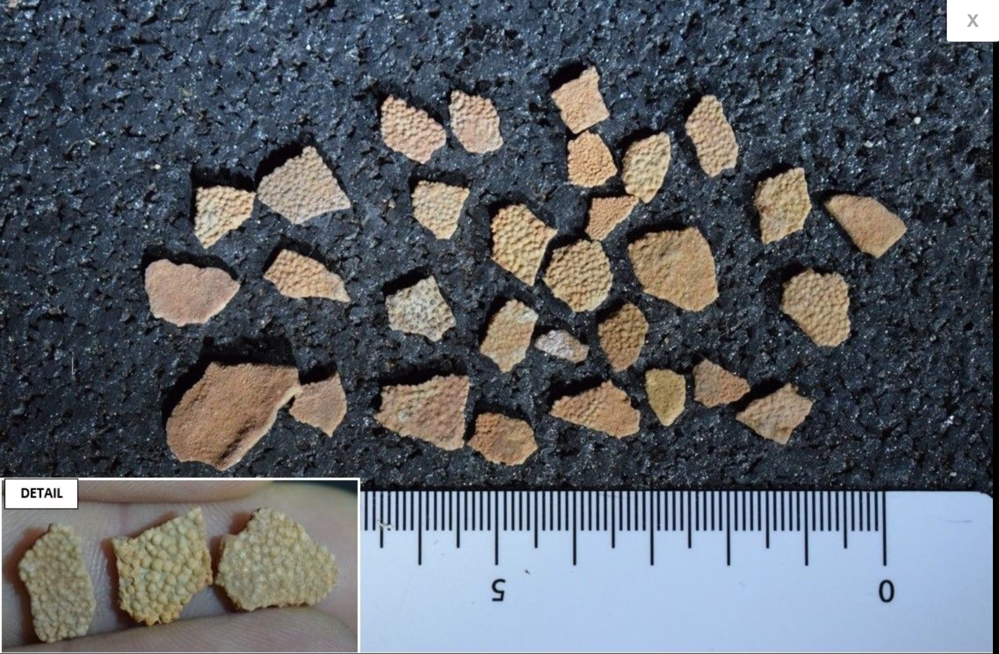 Eggshell fragments - Fossil ID - The Fossil Forum
