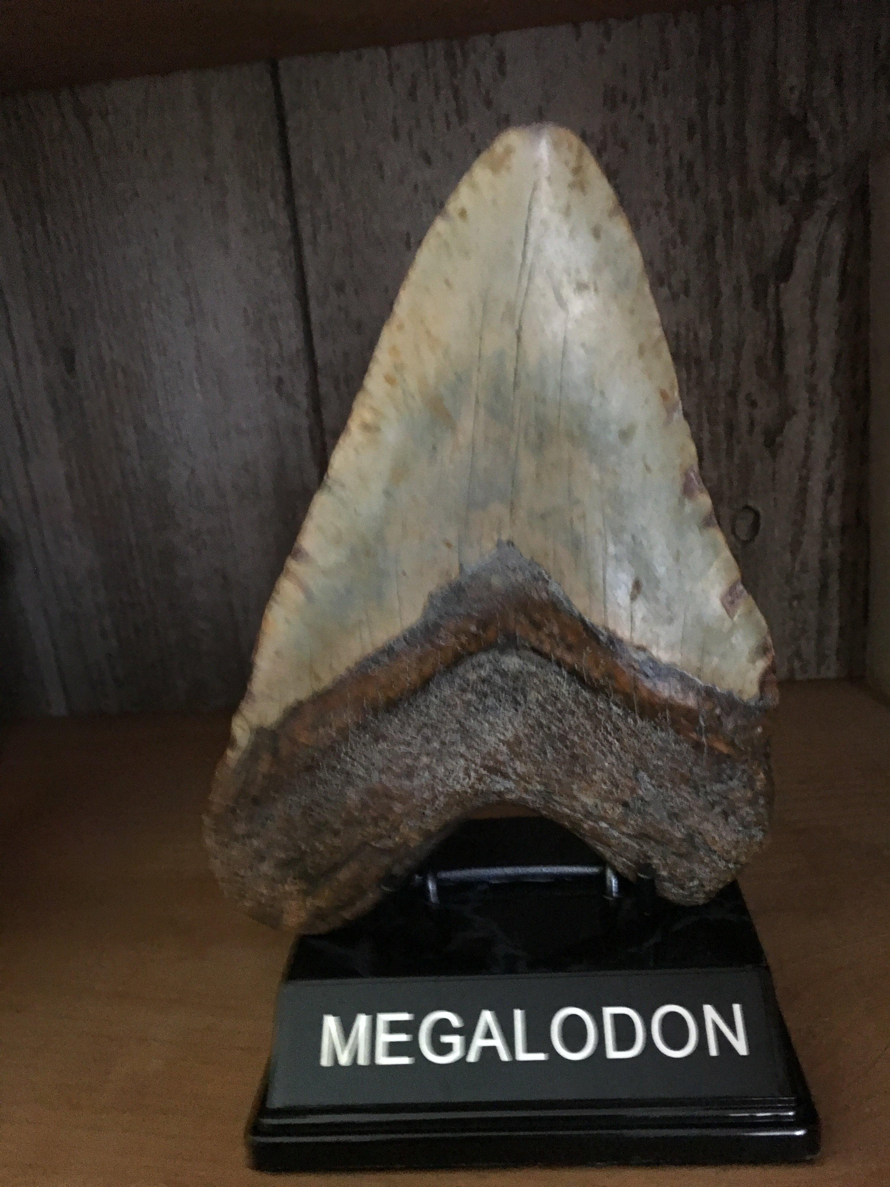 Love my new Meg tooth! Can’t wait to add more! - General Fossil ...