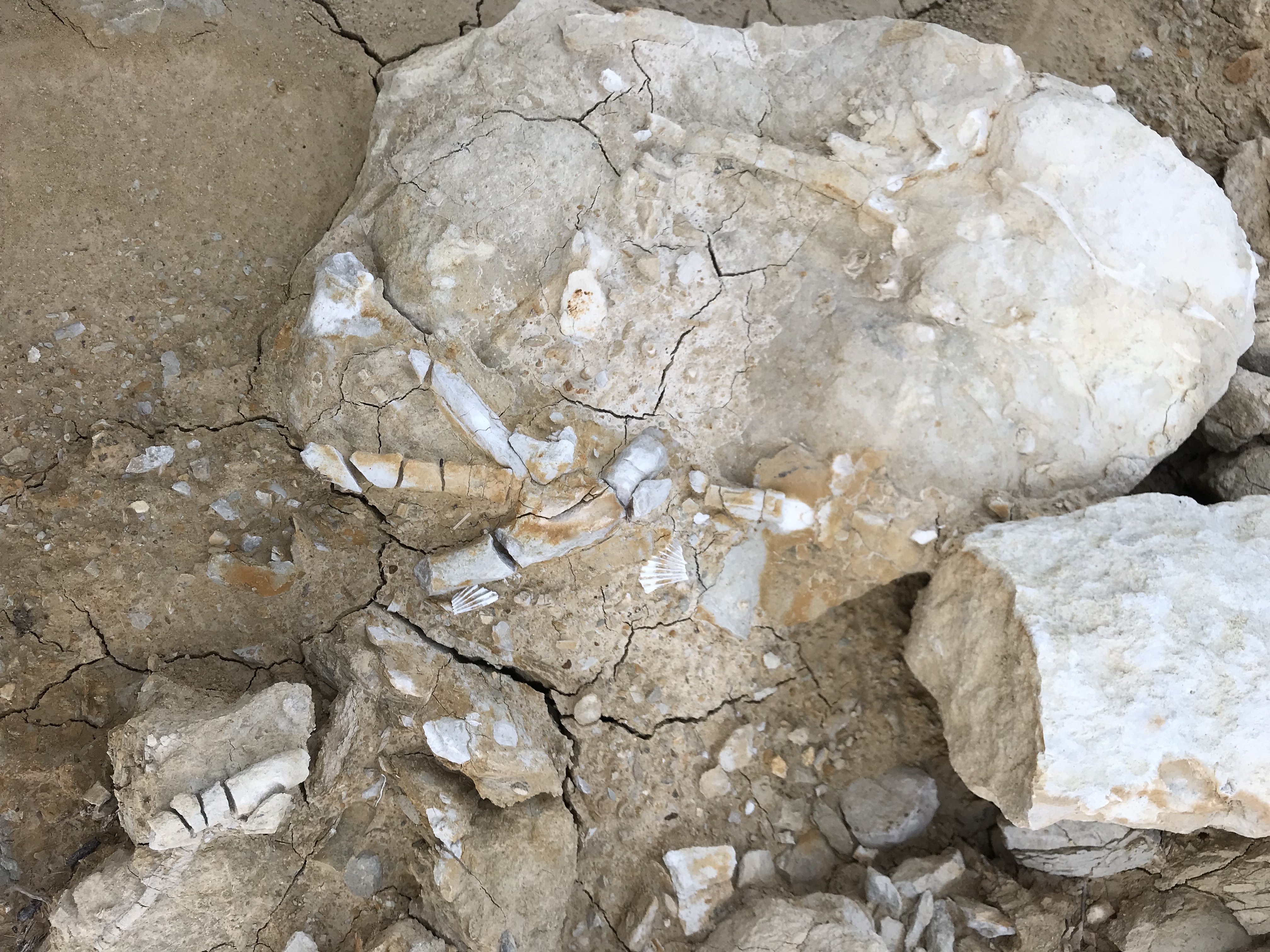 blind - Fossil ID - The Fossil Forum