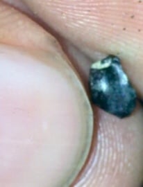 Eagle Ray Tooth - Severn Formation Upper Cretaceous - Fossil ID - The ...