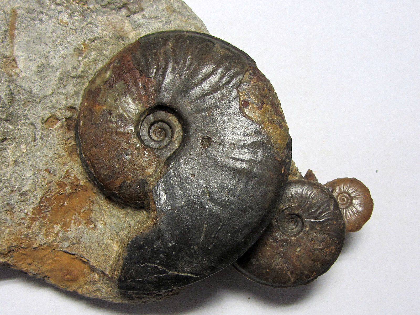I took my camera along again - Page 2 - Fossil Hunting Trips - The ...