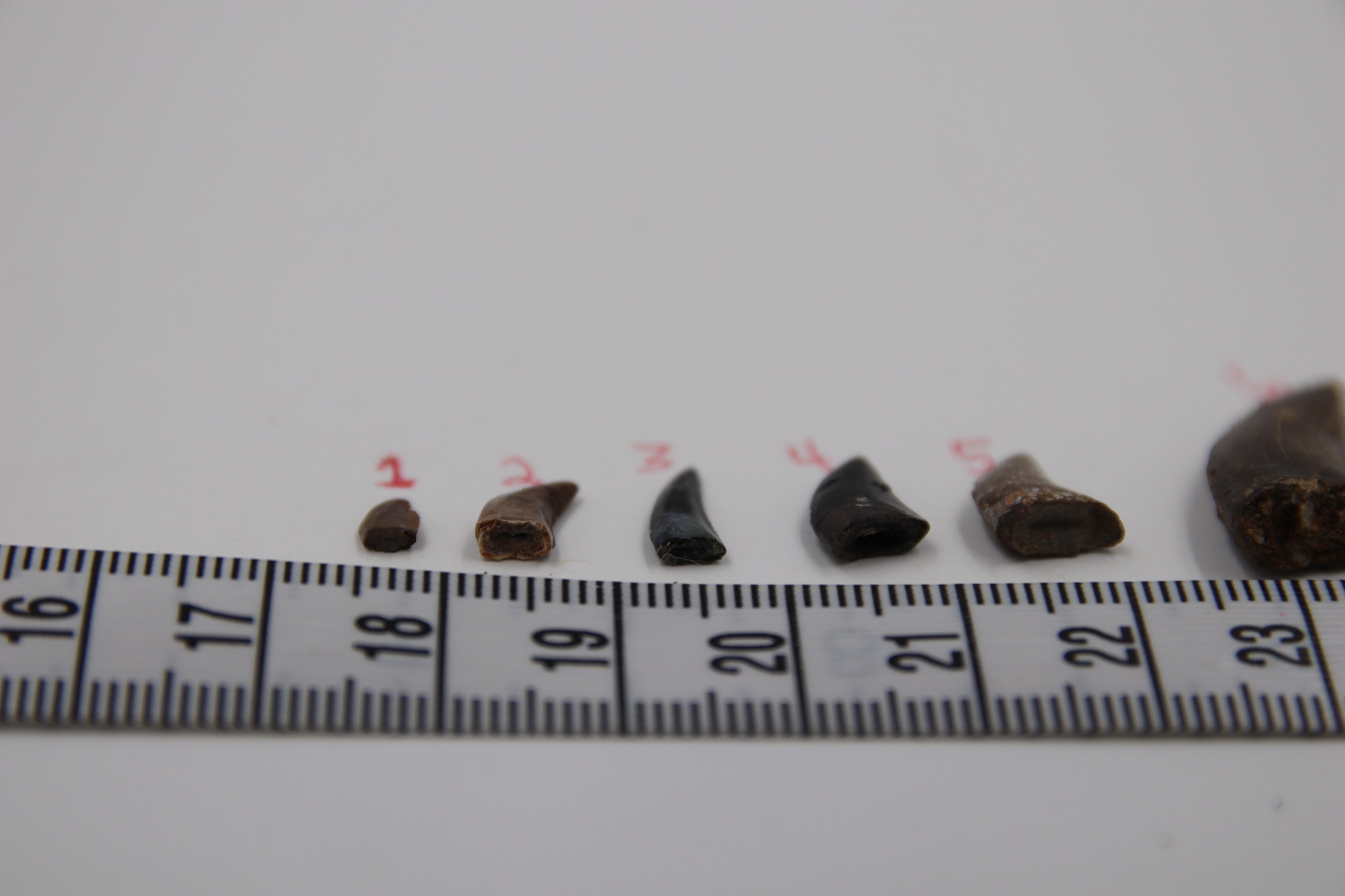 Cretaceous teeth - Fossil ID - The Fossil Forum