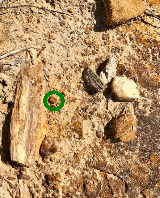 Calvert Bluff Formation Henderson County Texas - Fossil Hunting Trips ...