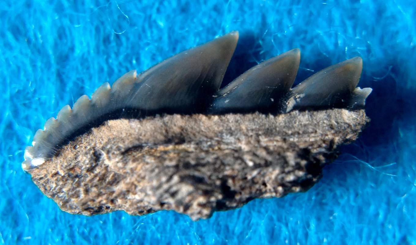 Show me your six and seven gill shark teeth - Page 2 - Member ...