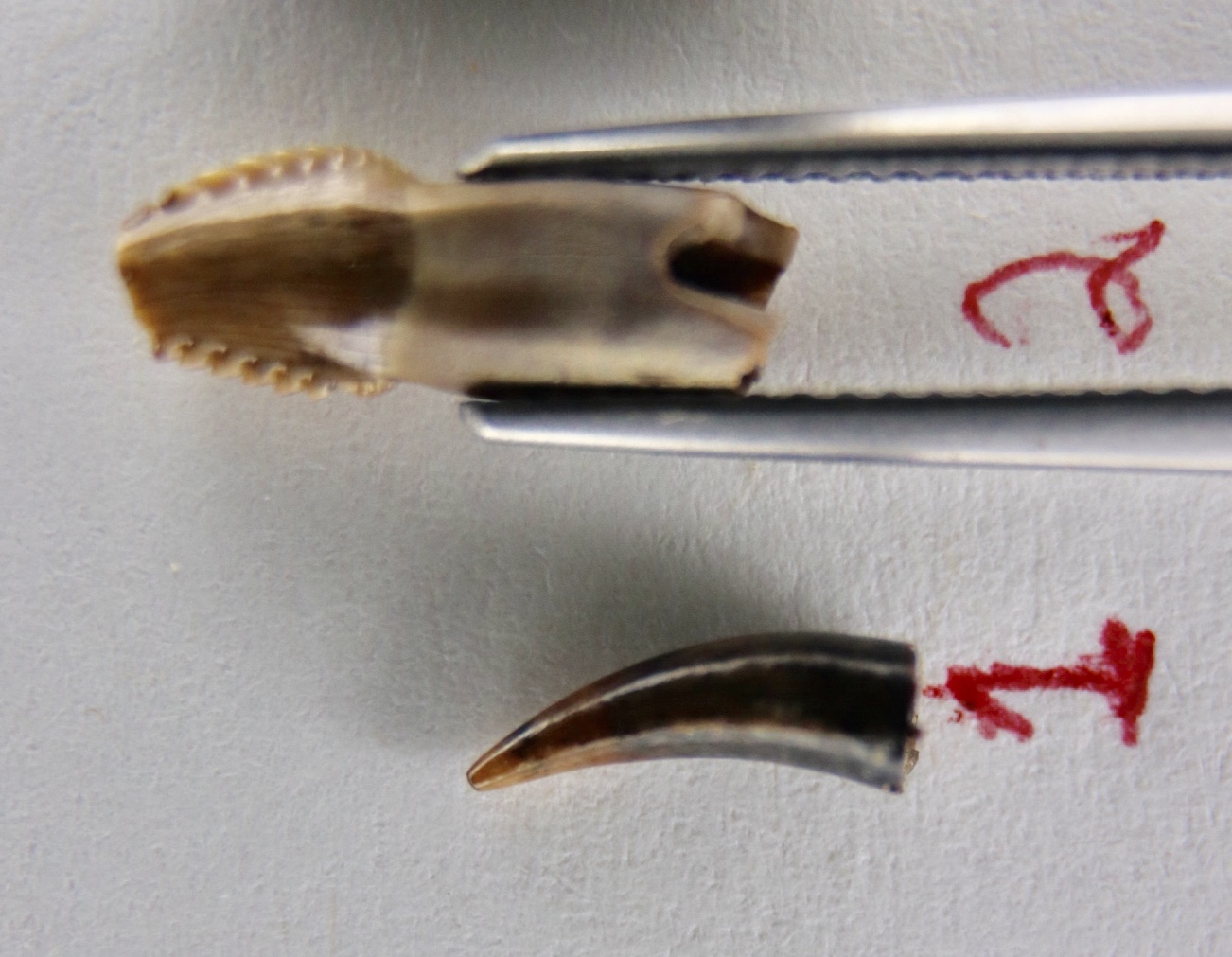 Cretaceous Teeth for ID - Fossil ID - The Fossil Forum