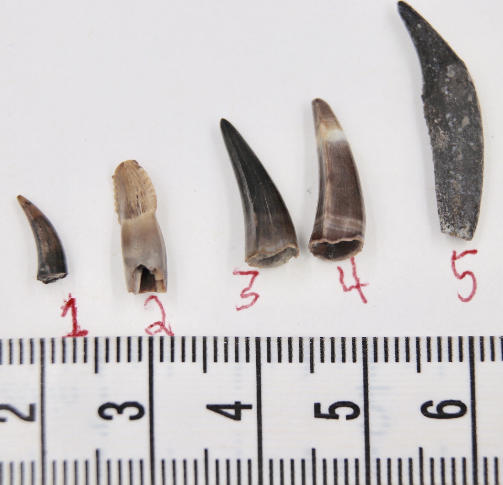 Cretaceous Teeth for ID - Fossil ID - The Fossil Forum
