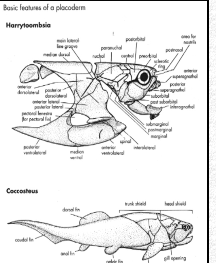 Anterior and posterior ventral parts of Bothriolepis - Fossil ID - The ...