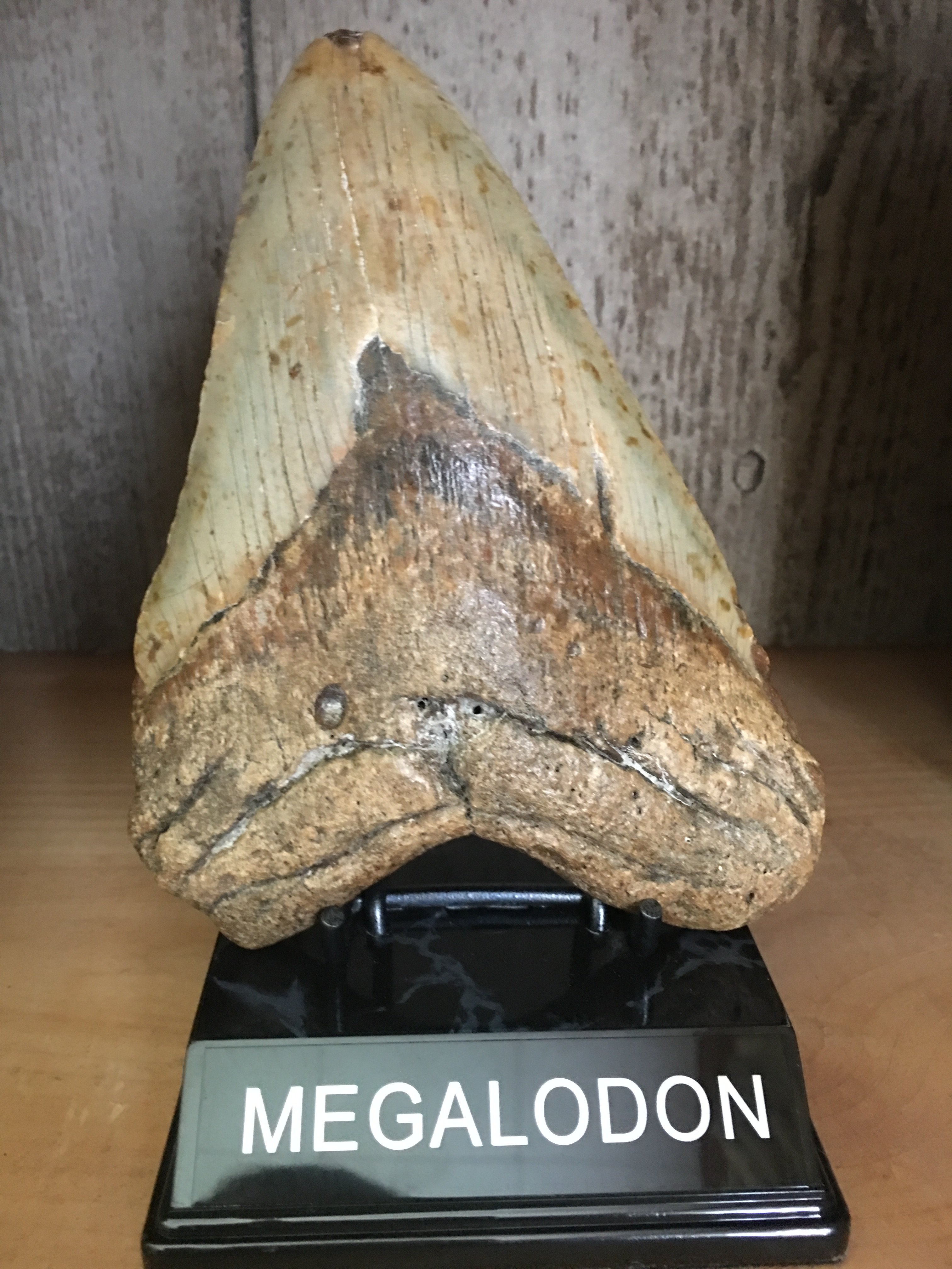 Love my new Meg tooth! Can’t wait to add more! - General Fossil ...