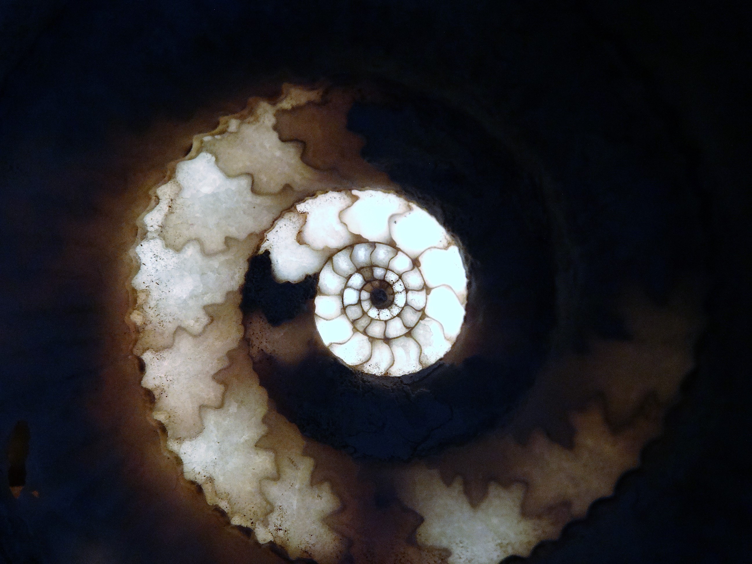 Glowing Ammonite - Fossil Preparation - The Fossil Forum