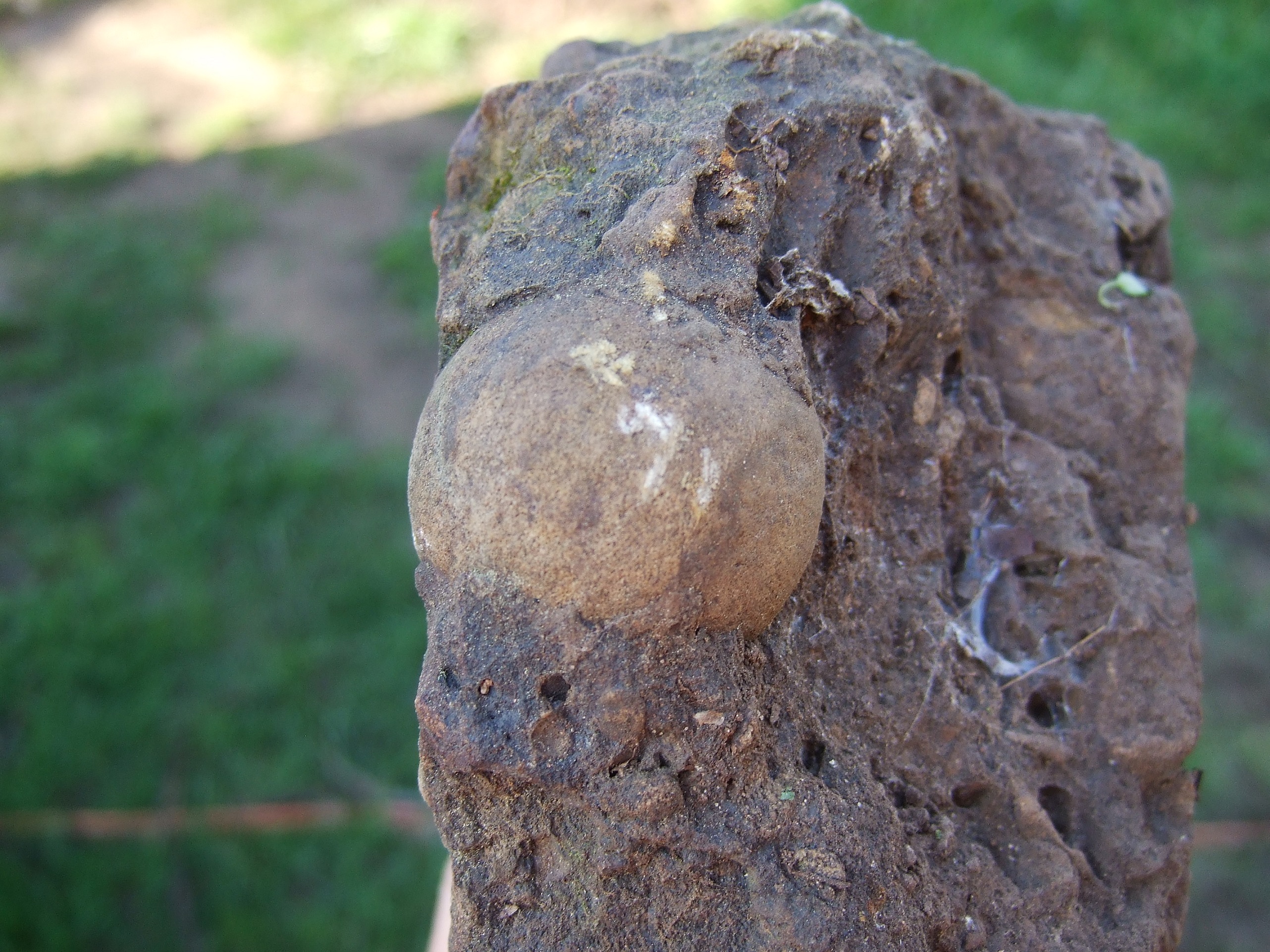 Concretion or something else? - Rocks & Minerals - The Fossil Forum