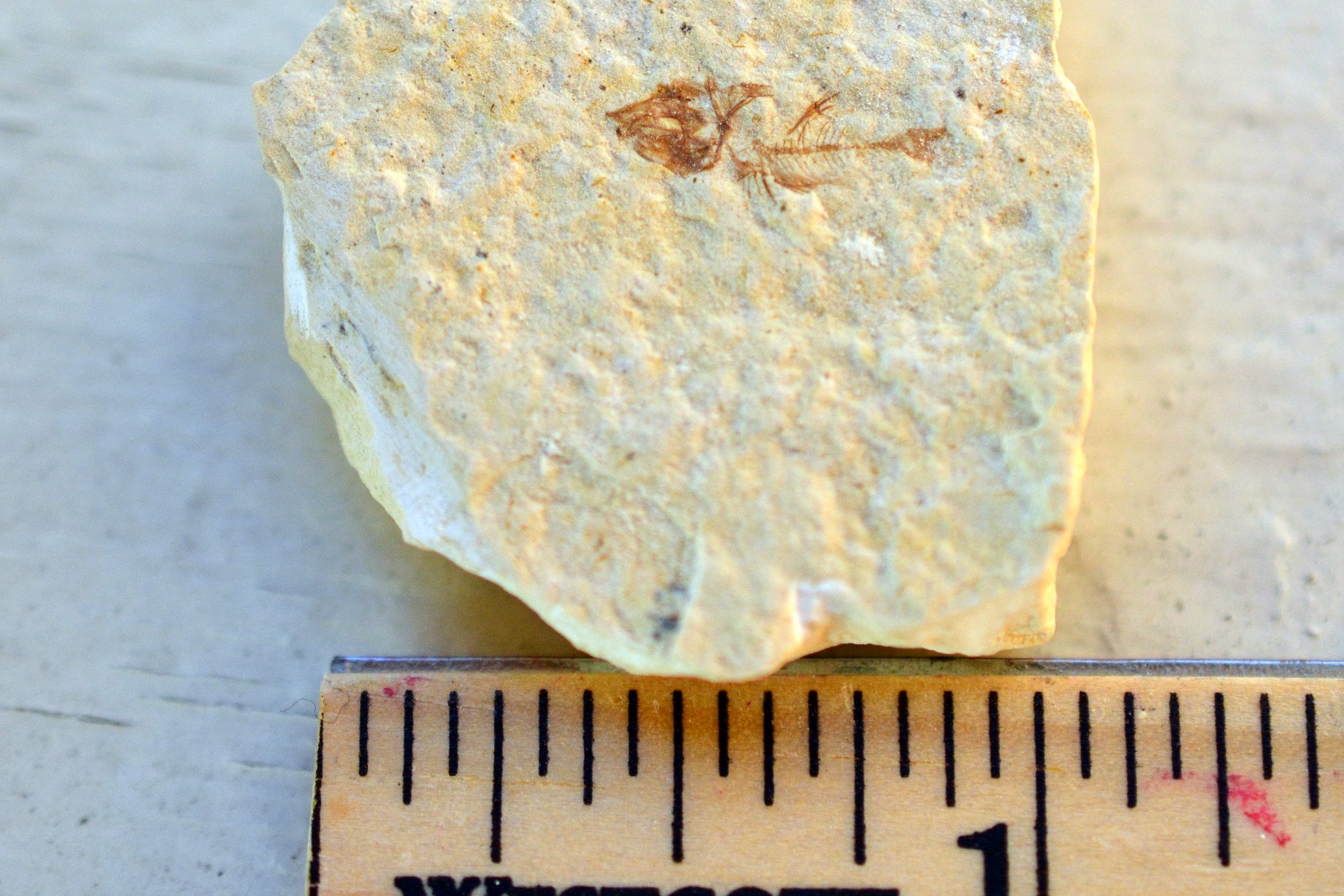 Tiny little fish - Fossil ID - The Fossil Forum