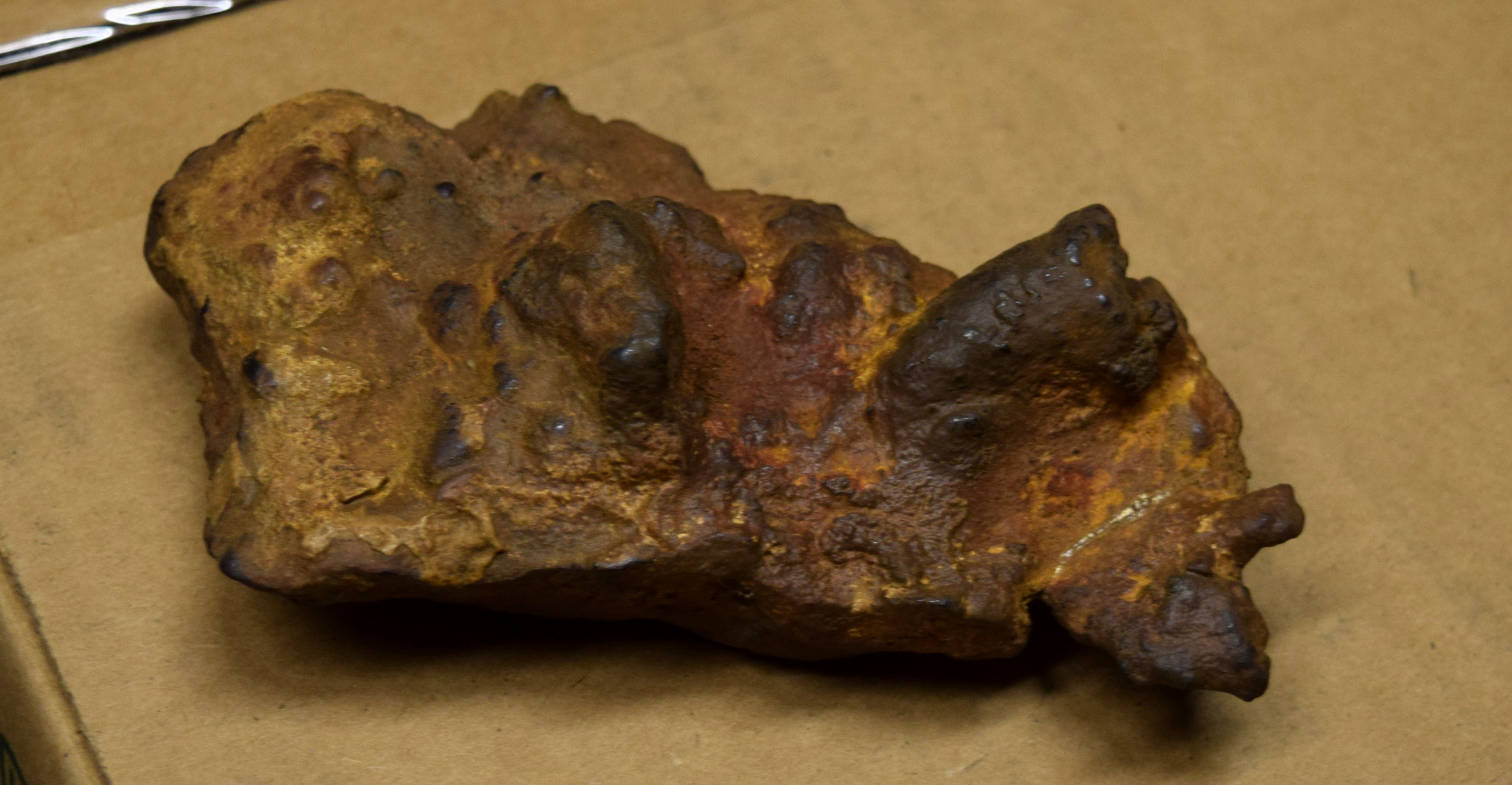 Teeth attached to this rock? Help? - Fossil ID - The Fossil Forum