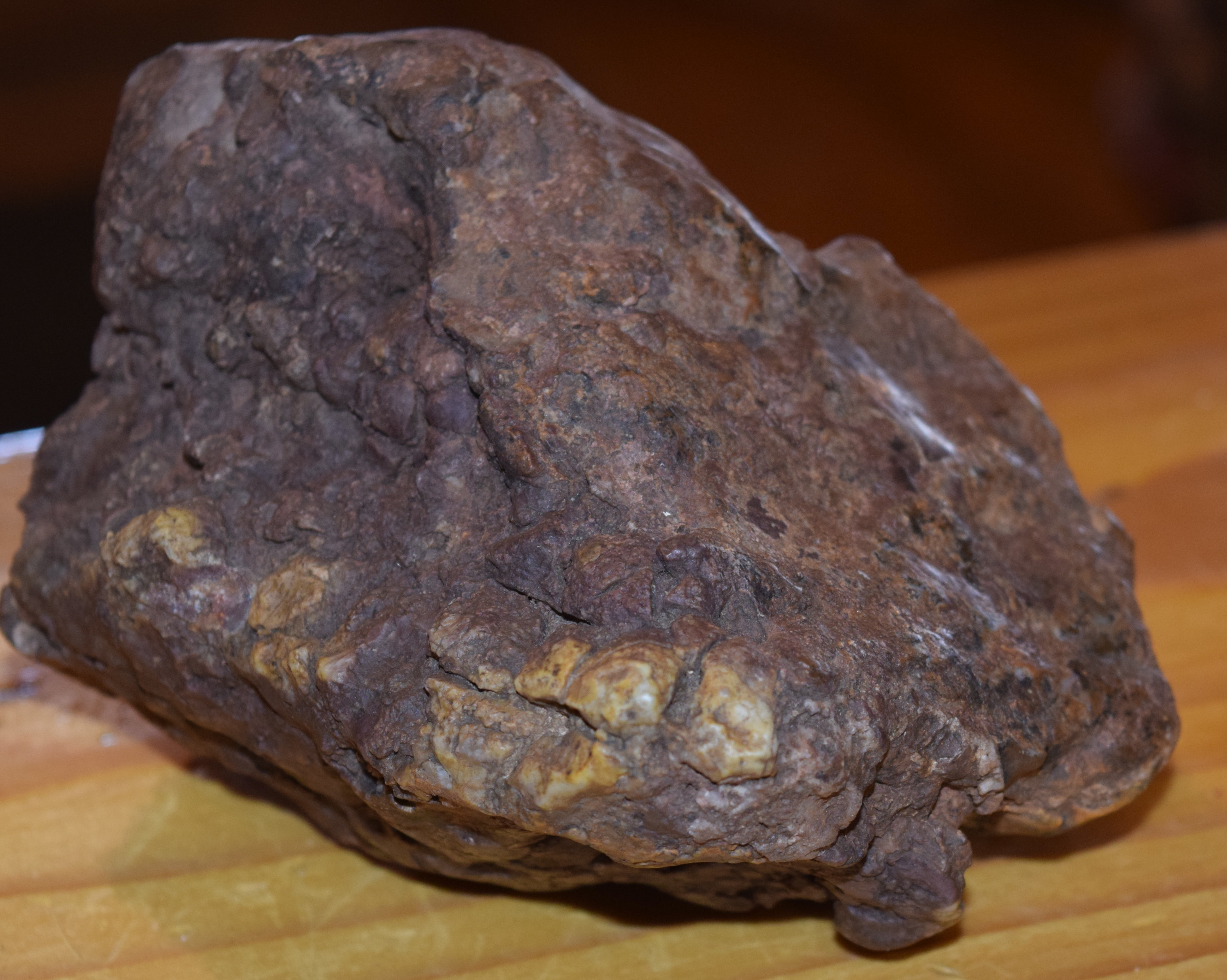 rock with teeth? any help is appreciated - Fossil ID - The Fossil Forum