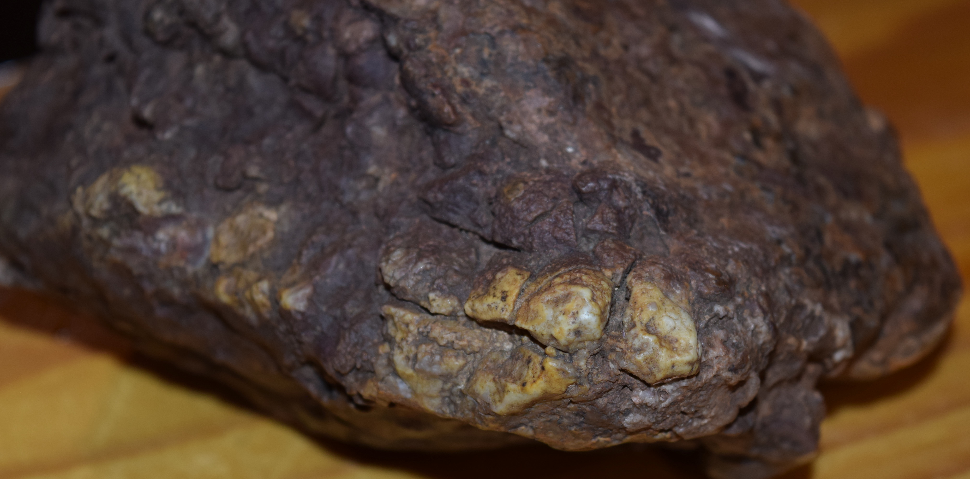 rock with teeth? any help is appreciated - Fossil ID - The Fossil Forum