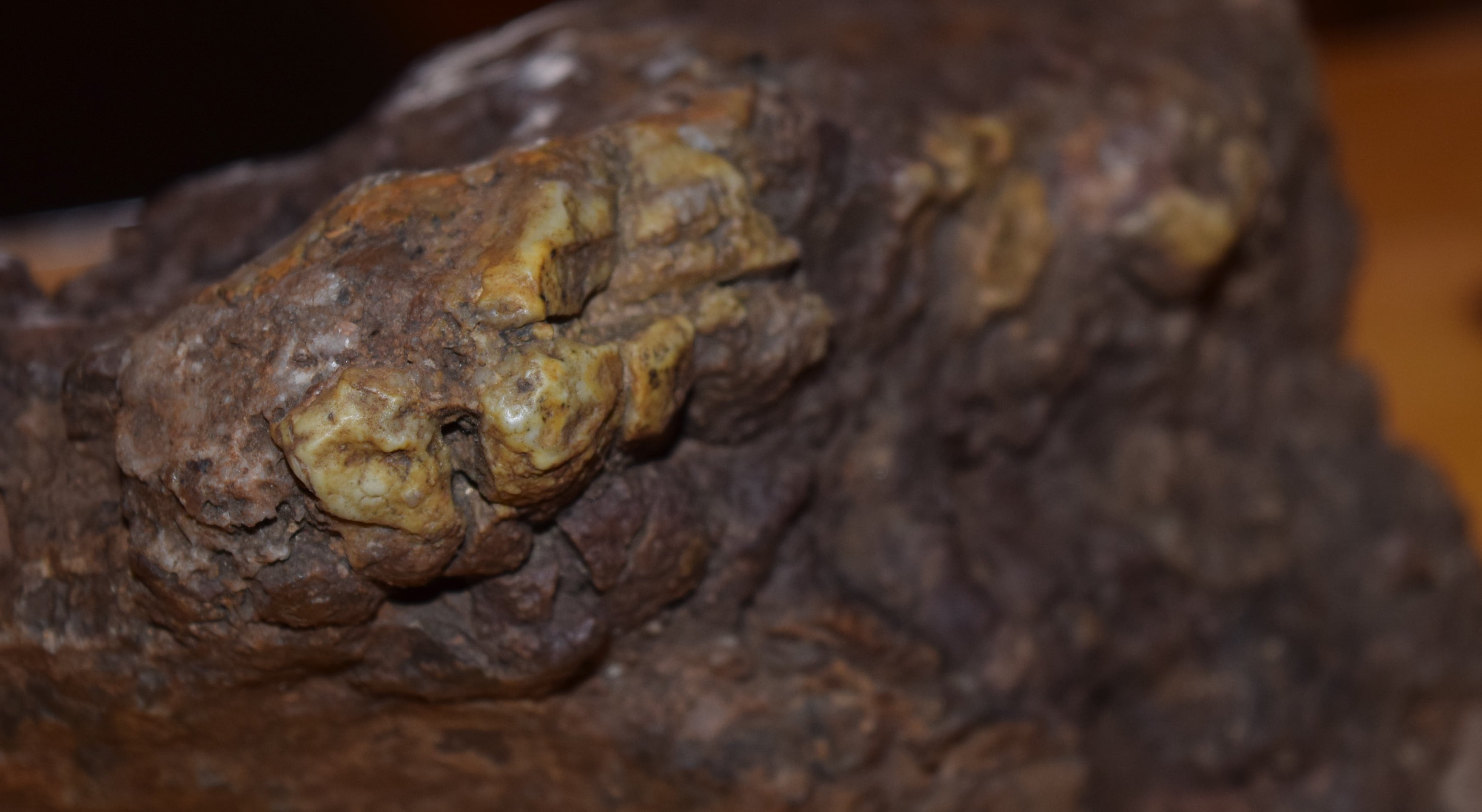 rock with teeth? any help is appreciated - Fossil ID - The Fossil Forum