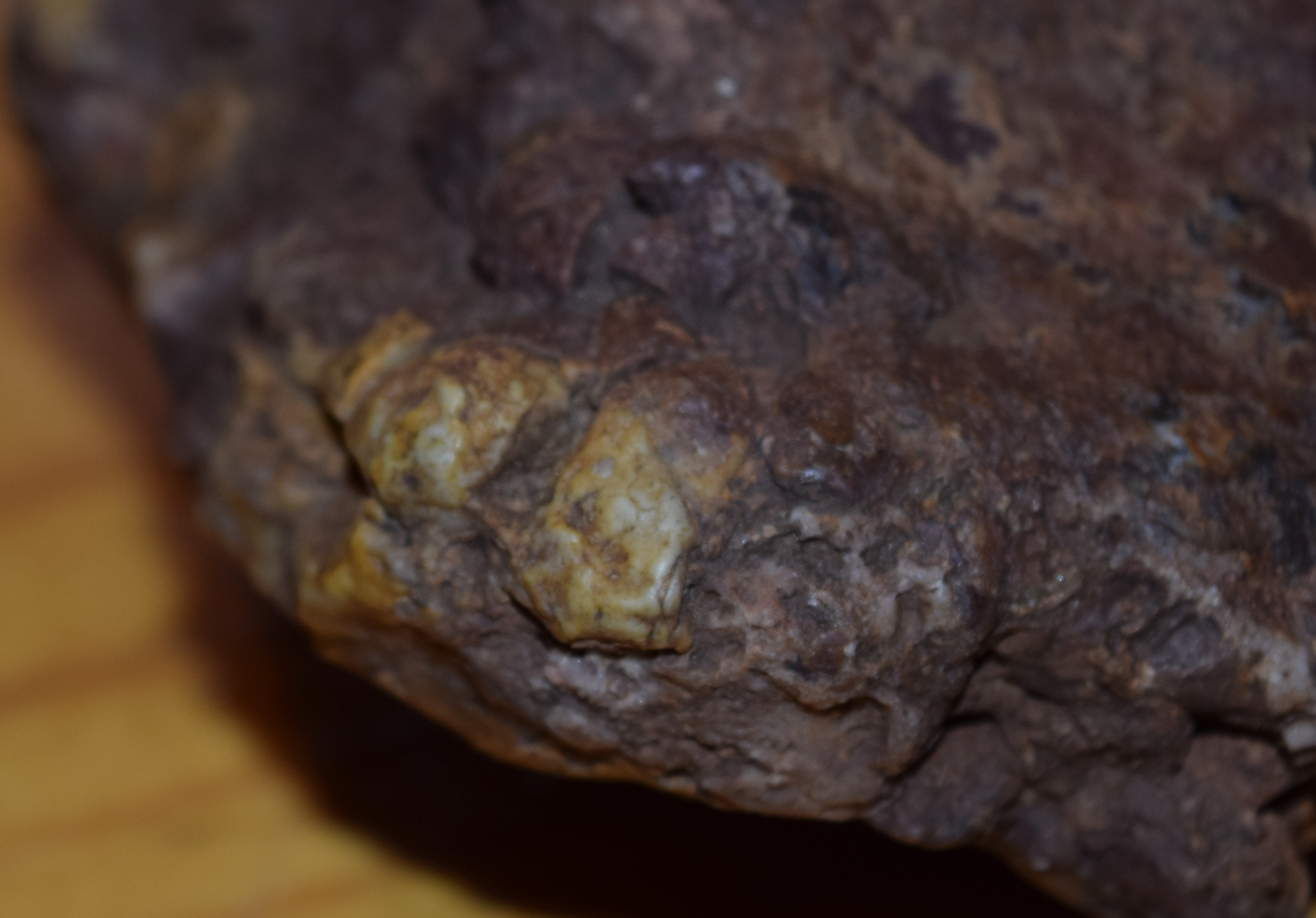 rock with teeth? any help is appreciated - Fossil ID - The Fossil Forum
