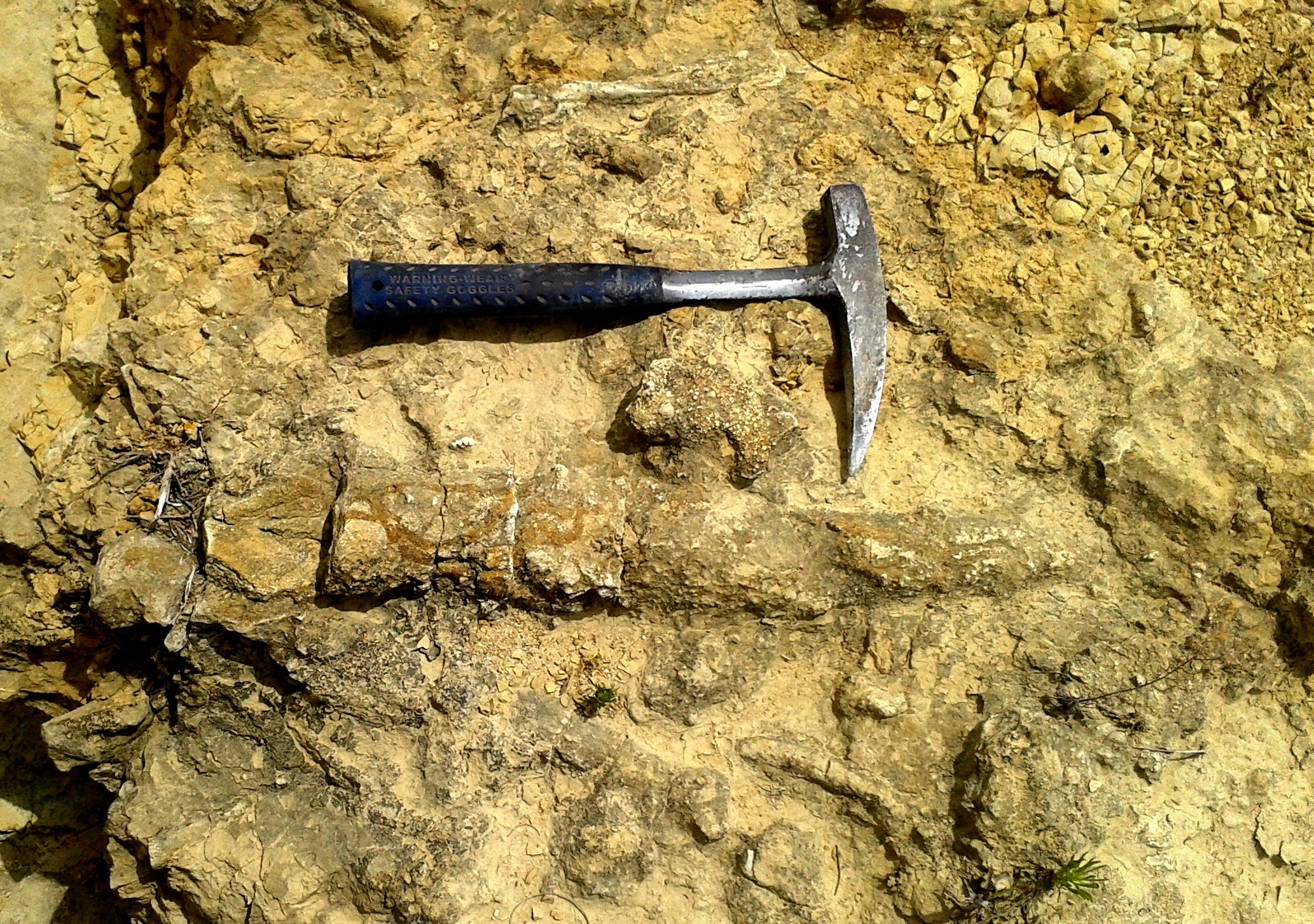 King of the Dugong - Fossil Hunting Trips - The Fossil Forum
