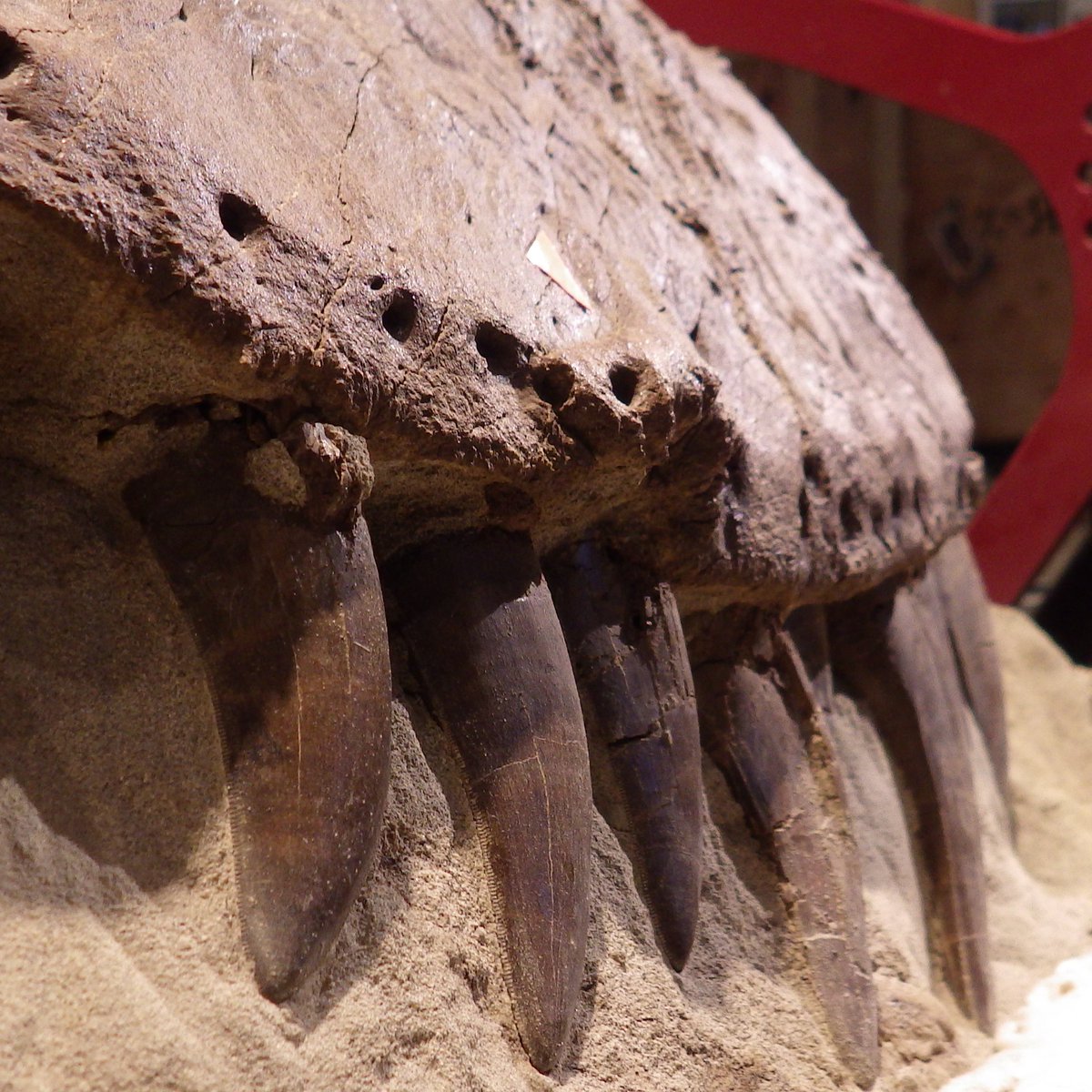 T-rex Skull Untombed - Page 3 - Fossil Preparation - The Fossil Forum