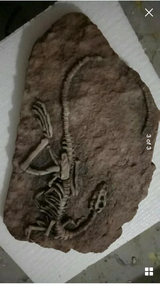 Funny Fake - Is It Real? How to Recognize Fossil Fabrications - The ...