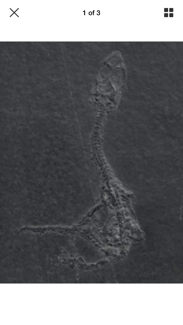 Keichousaurus Authenticity - Is It Real? How to Recognize Fossil ...