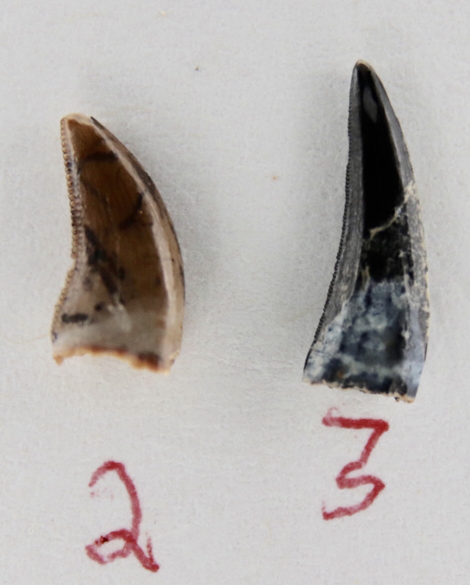 Cretaceous teeth - Fossil ID - The Fossil Forum