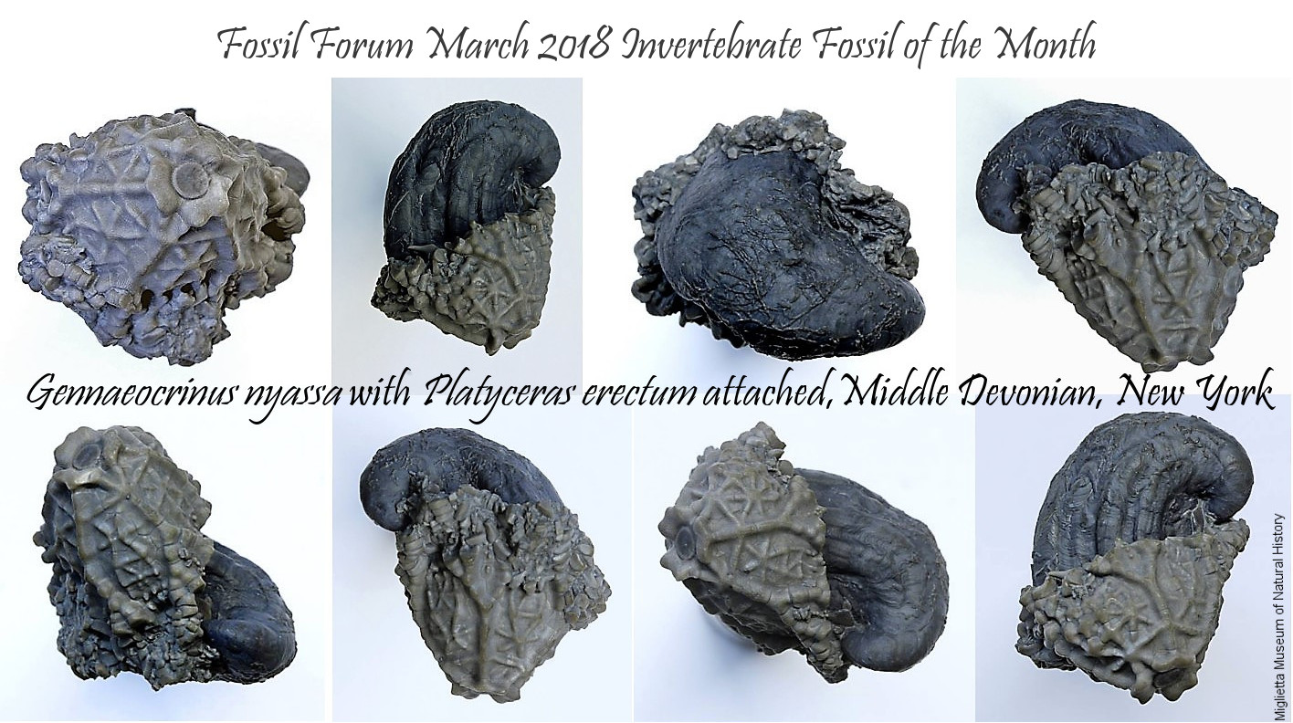 Fossil of the month poster - General Fossil Discussion - The Fossil Forum