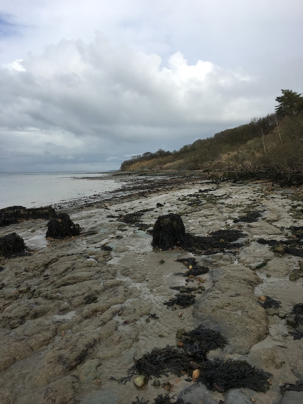 Bouldnor Formation finds Spring 2018 - Fossil Hunting Trips - The ...