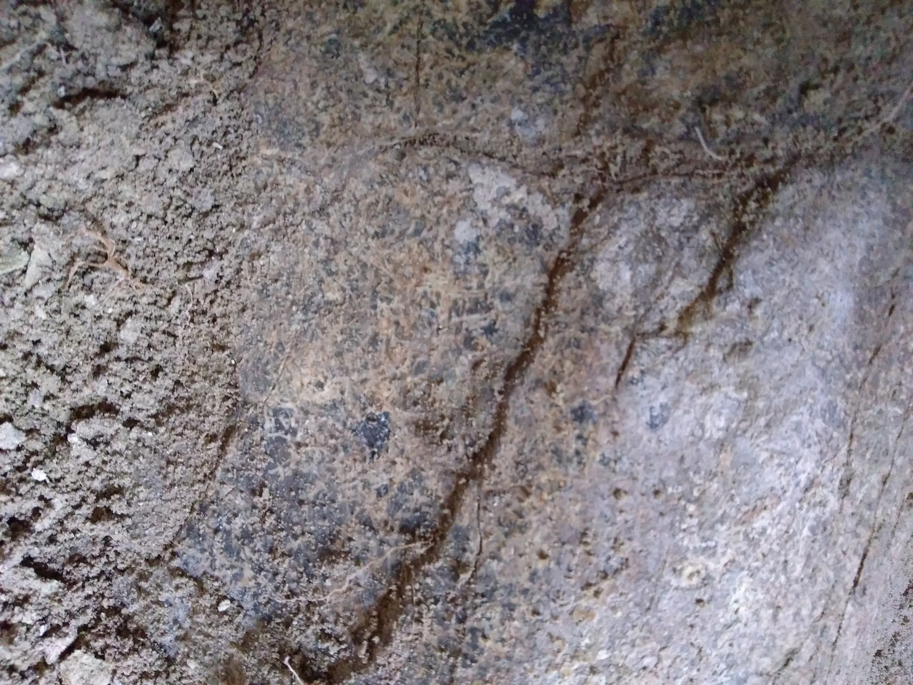 Gomphothere Scapula from the Ash Hollow - Fossil Preparation - The ...