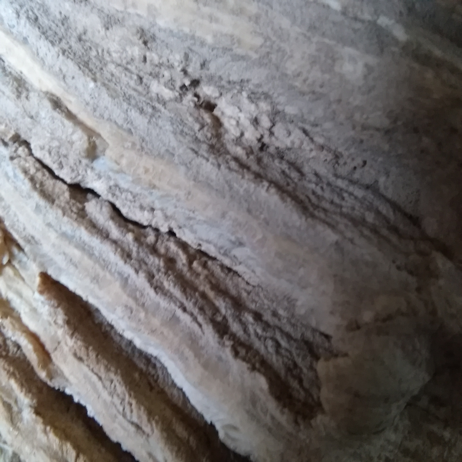 Part 4 (from Washington) - Fossil Preparation - The Fossil Forum