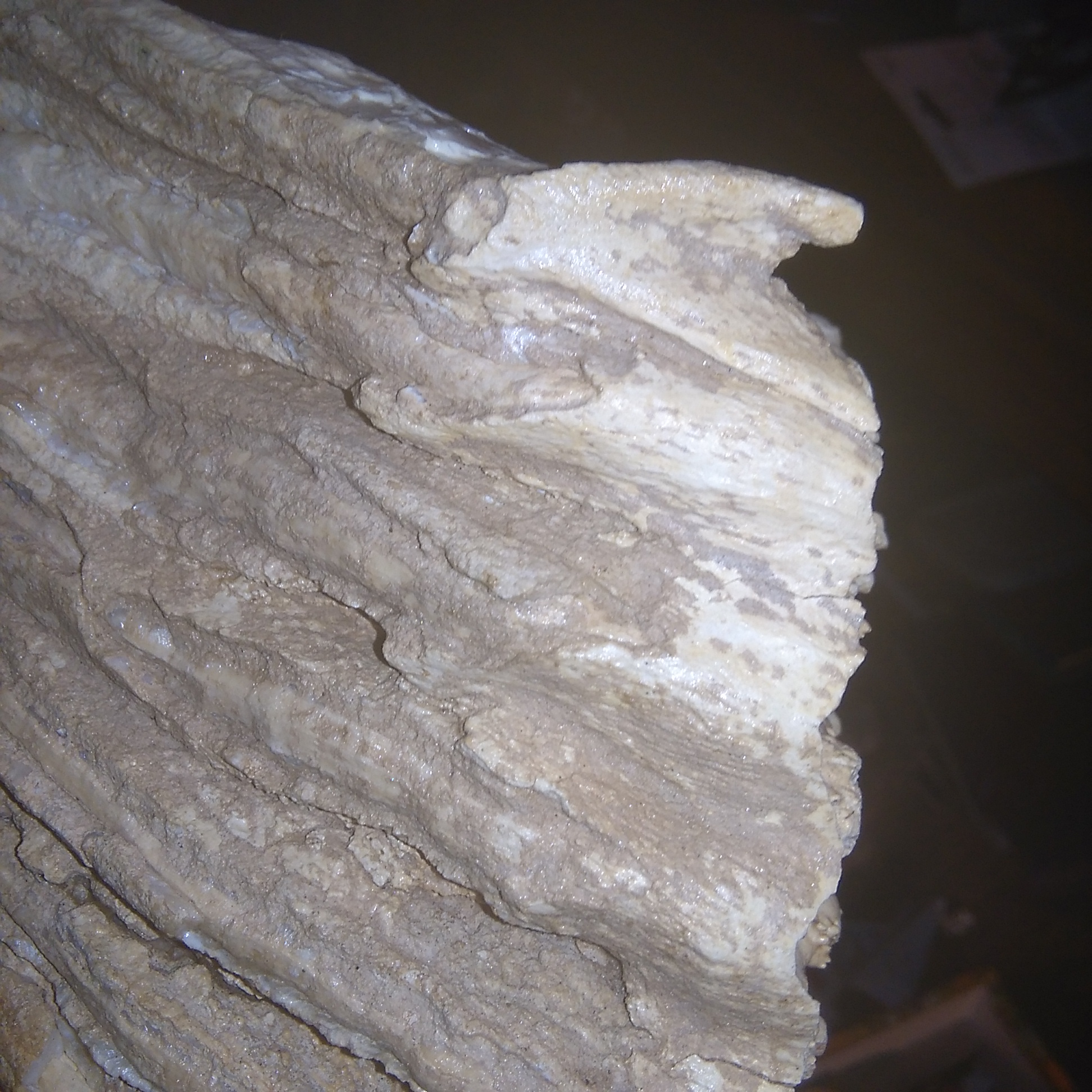 Part 4 (from Washington) - Fossil Preparation - The Fossil Forum