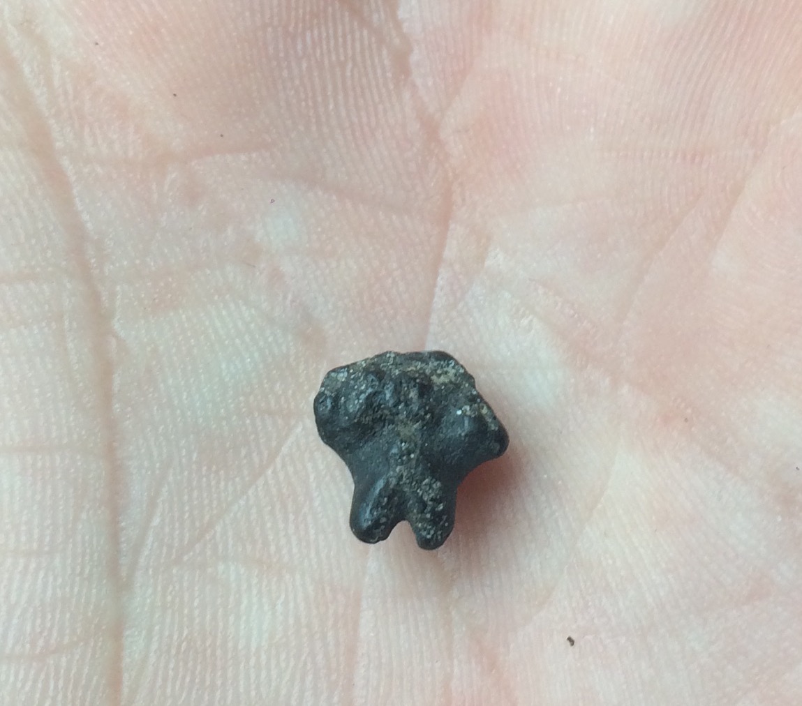 Odd shaped tiny fossil - Fossil ID - The Fossil Forum