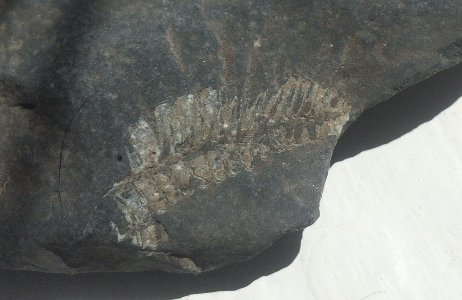 Fern? (Update: Triarthrus beckii) - Fossil ID - The Fossil Forum