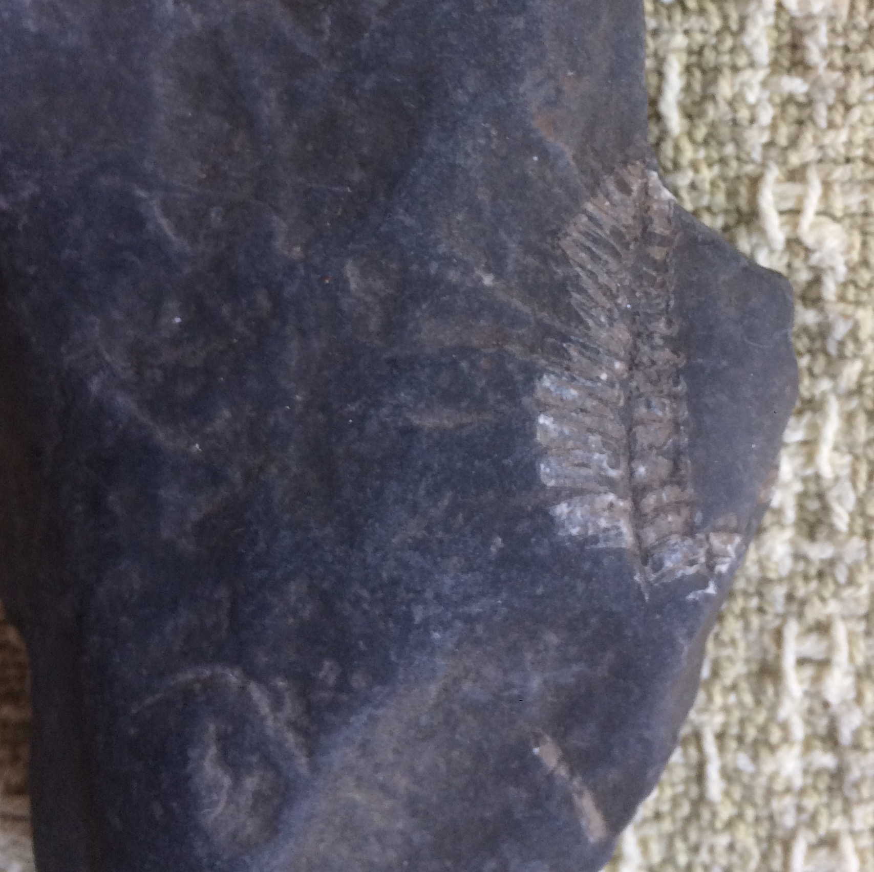 Fern? (Update: Triarthrus beckii) - Fossil ID - The Fossil Forum