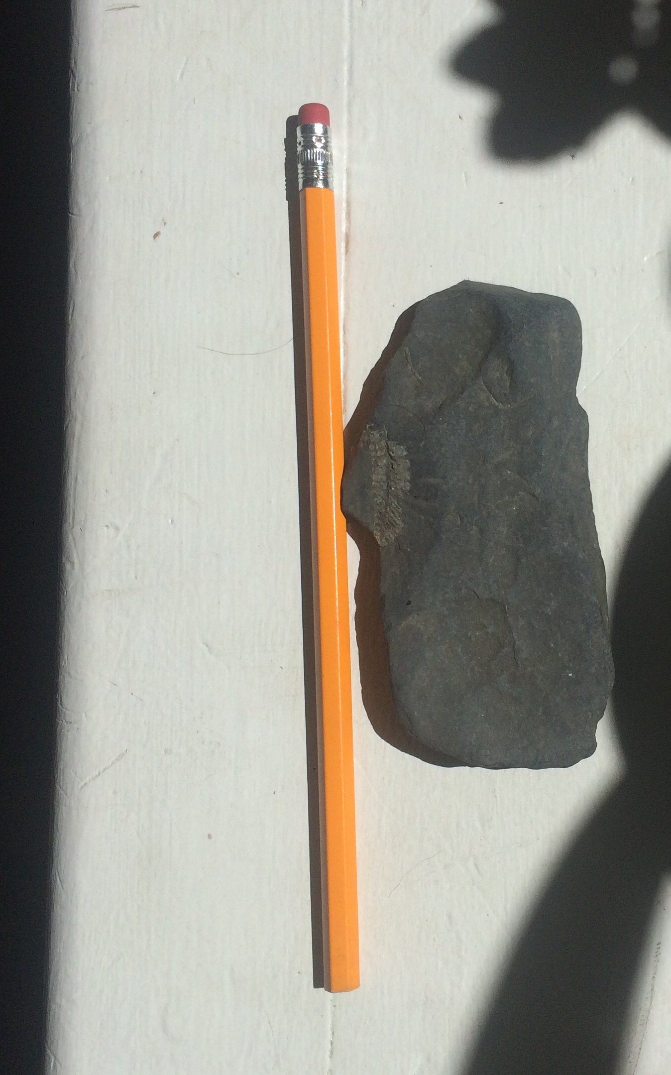 Fern? (Update: Triarthrus beckii) - Fossil ID - The Fossil Forum