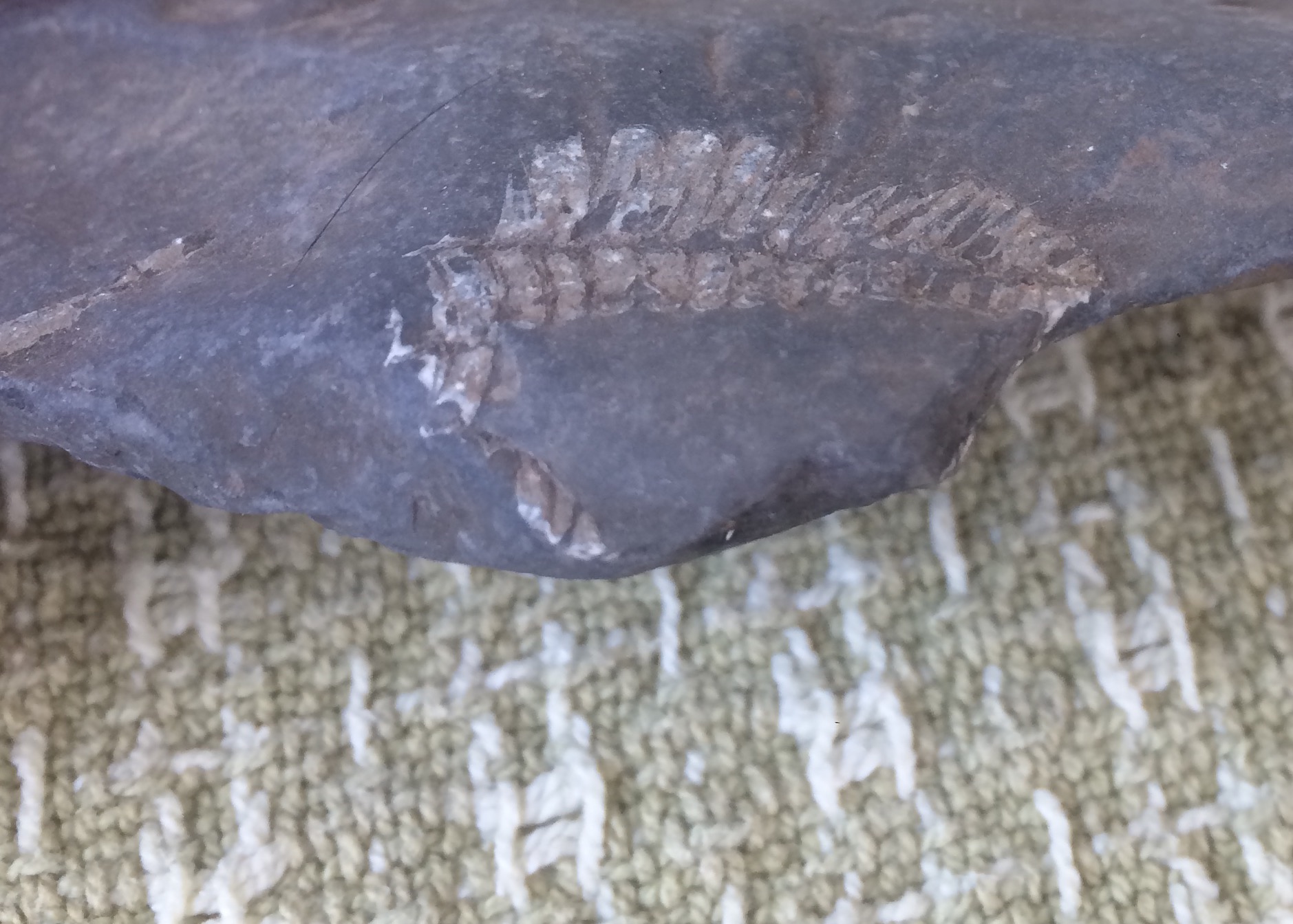 Fern? (Update: Triarthrus beckii) - Fossil ID - The Fossil Forum