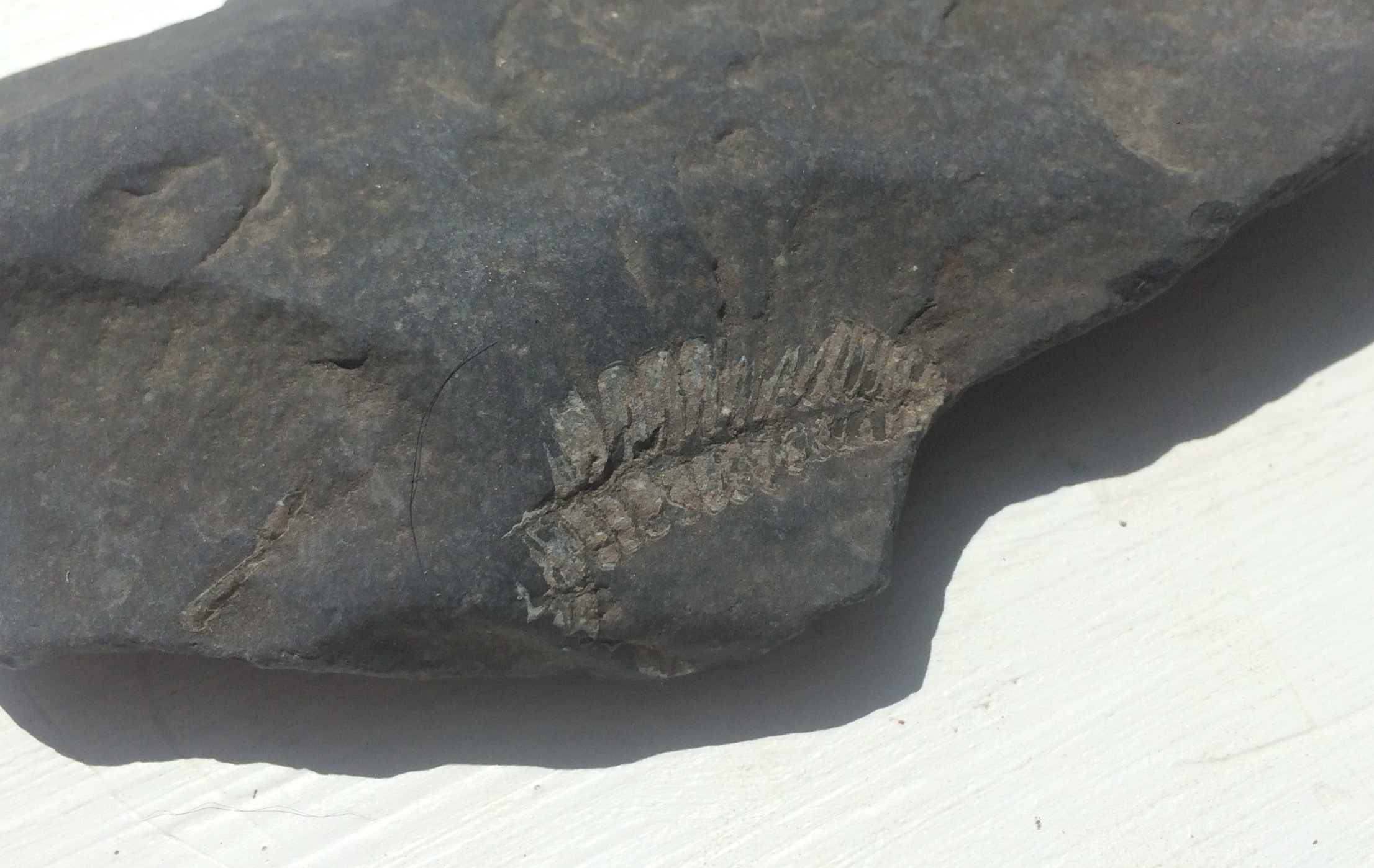 Fern? (Update: Triarthrus beckii) - Fossil ID - The Fossil Forum